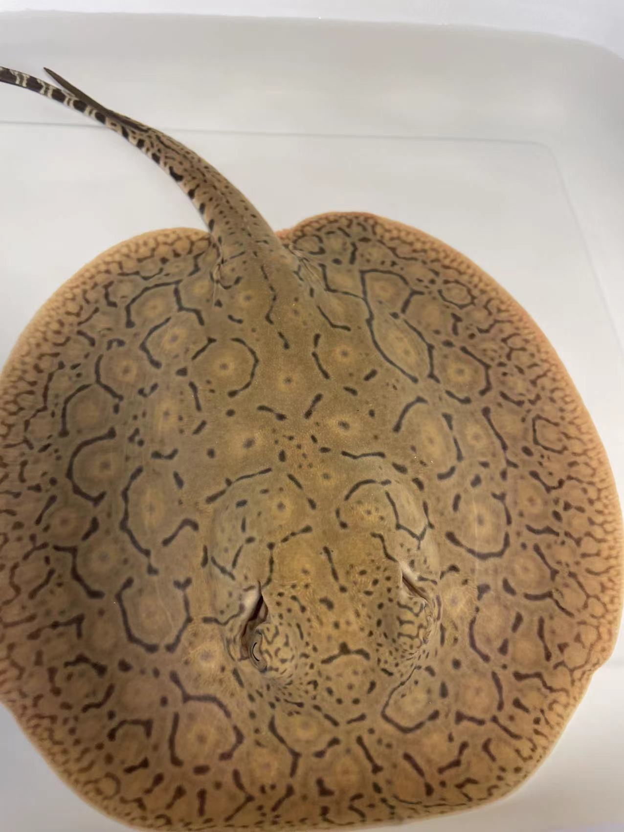 Freshwater stingray snow leopards for sale – Super BD Stingray
