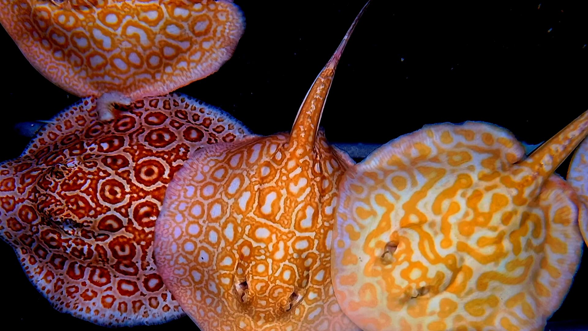 Super BD Stingray