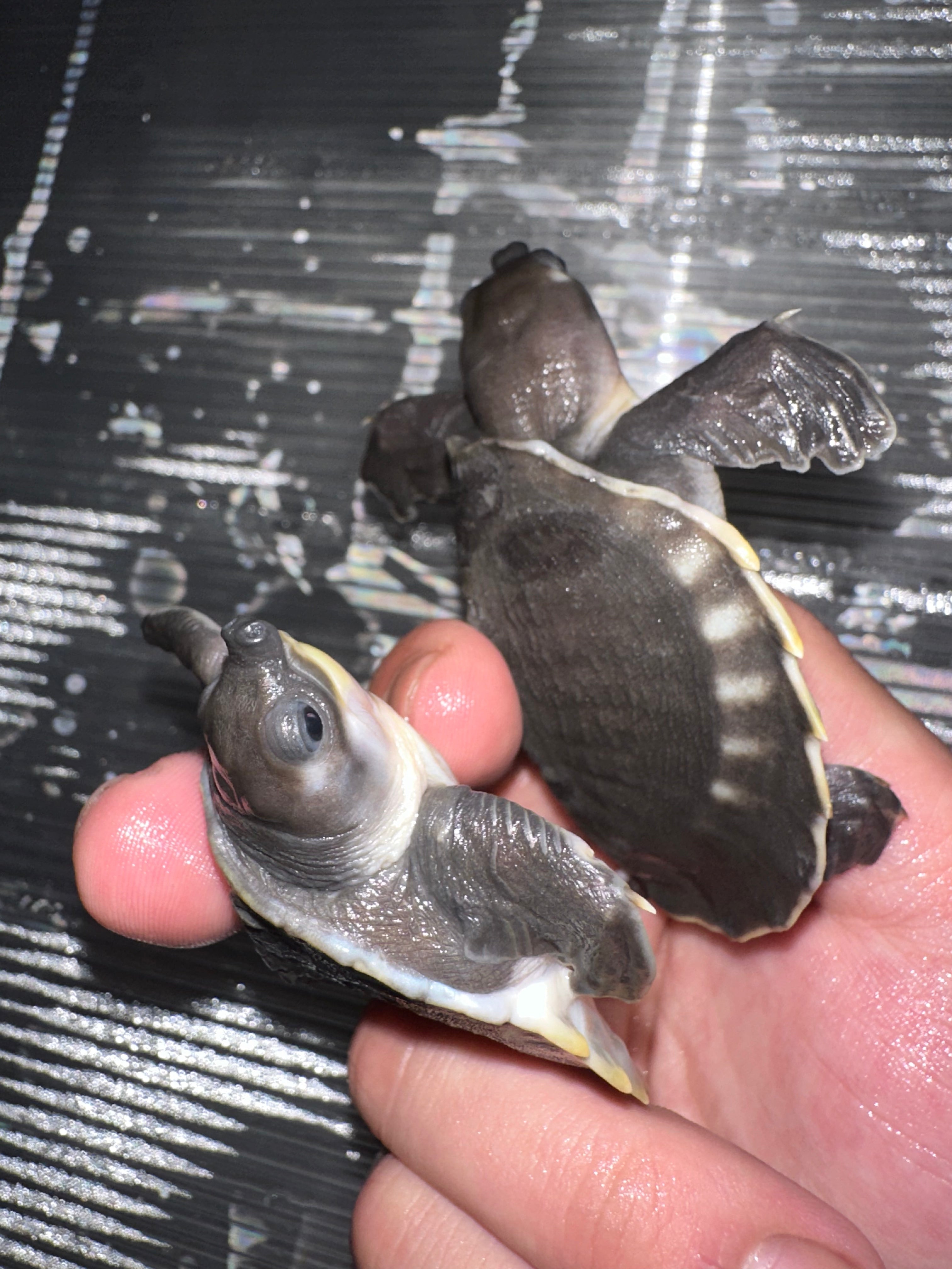 Fly River Turtle /Pig Nose Turtle Pair/2 – Super BD Stingray