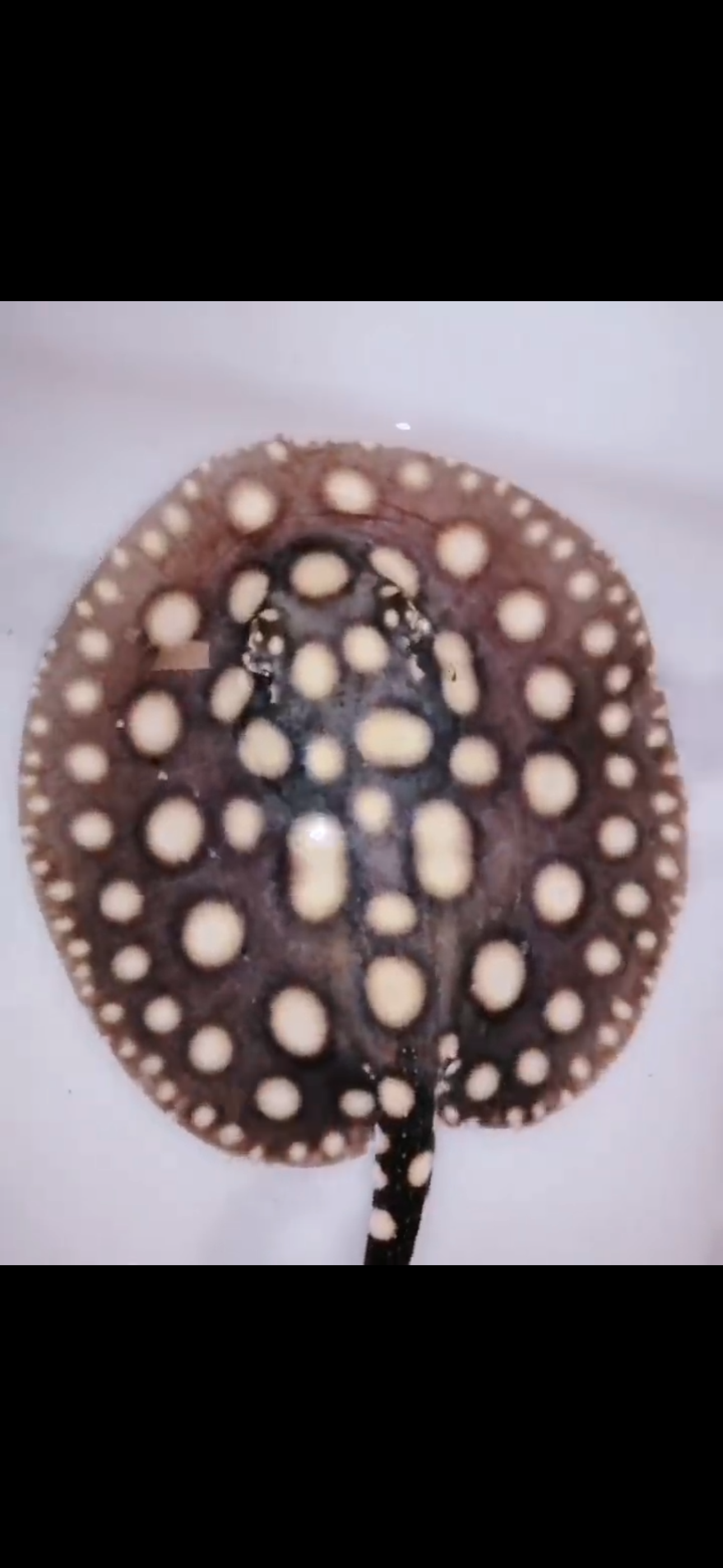 Freshwater stingray black diamond male 7inch – Super BD Stingray