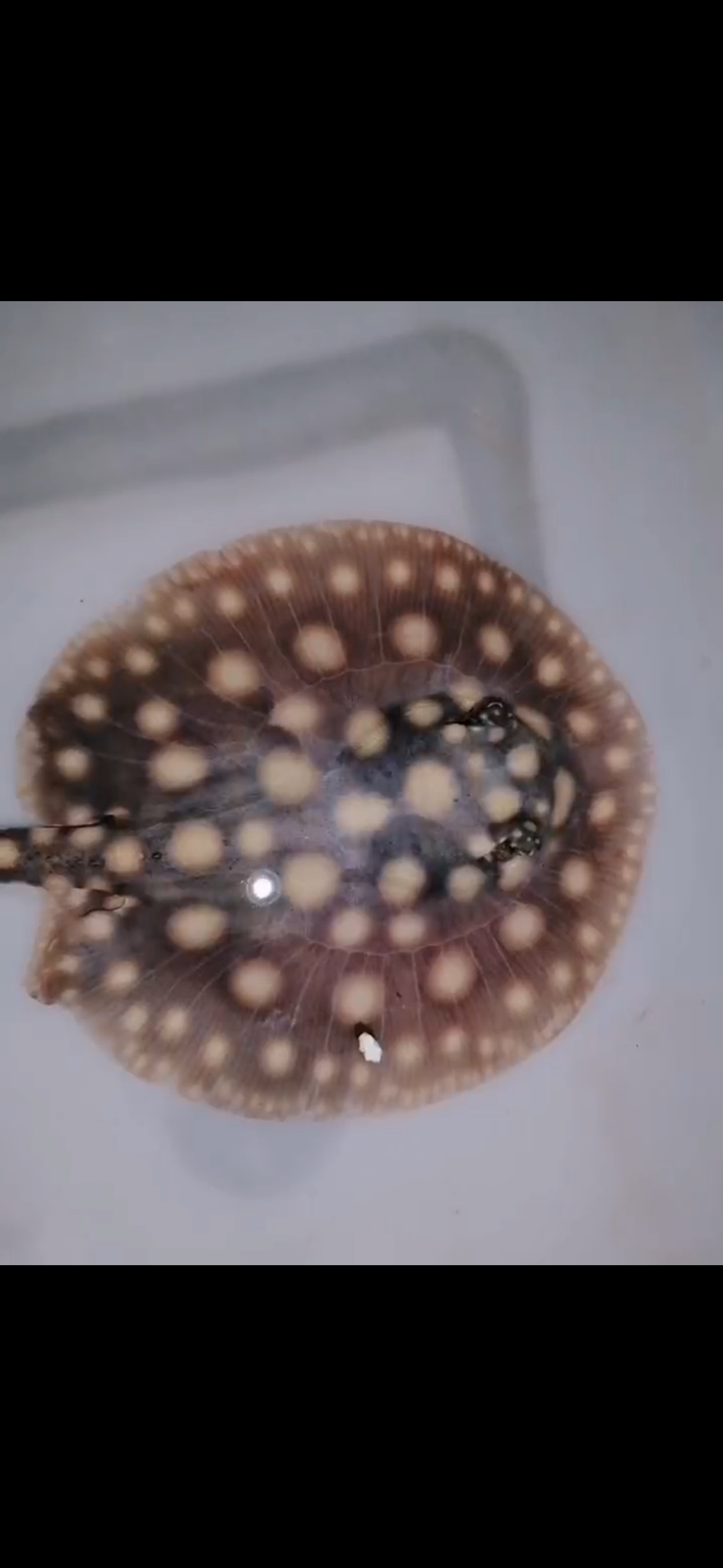 Freshwater stingray black diamond female 5inch – Super BD Stingray