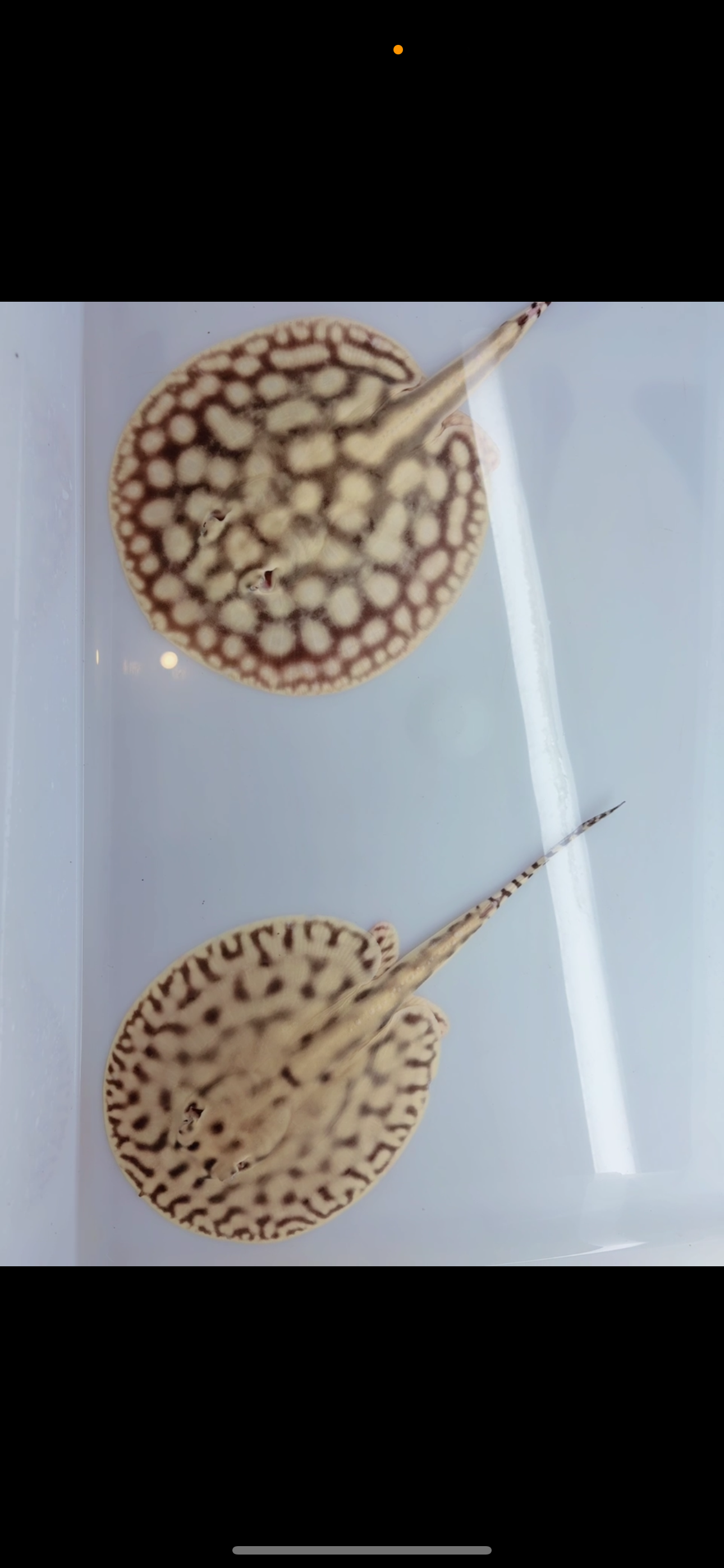 Freshwater stingray key diamond pair – Super BD Stingray