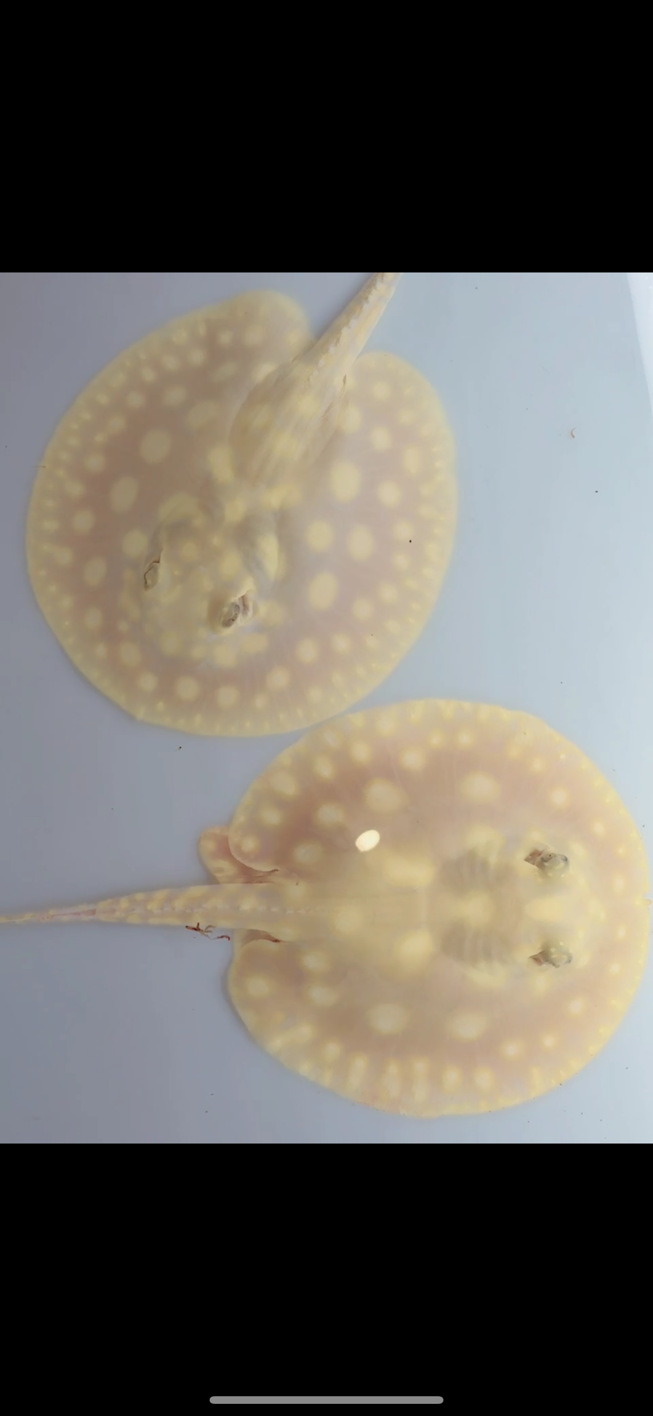 Freshwater stingray albino Leo pair – Super BD Stingray