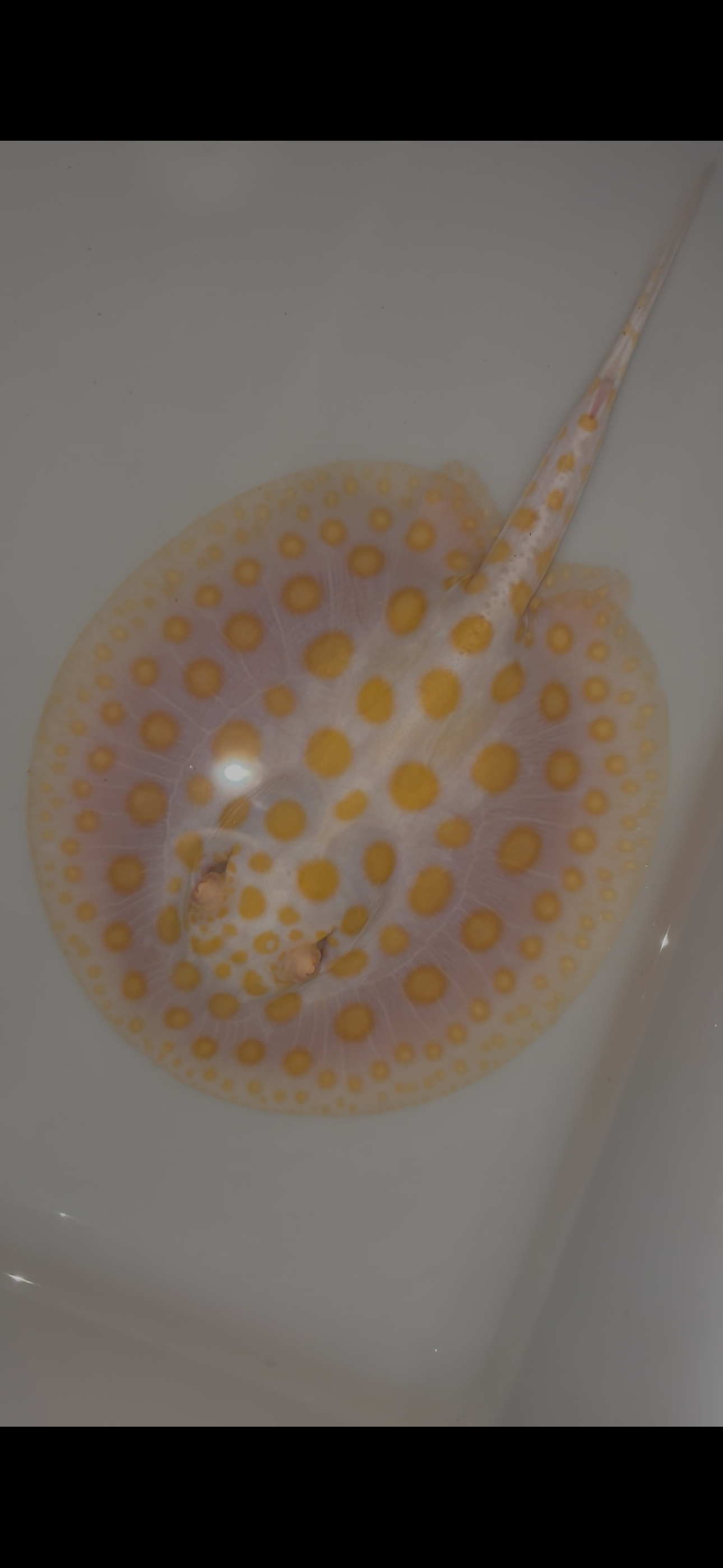 Freshwater stingray black diamond goldenbase albino with paddle tail m ...
