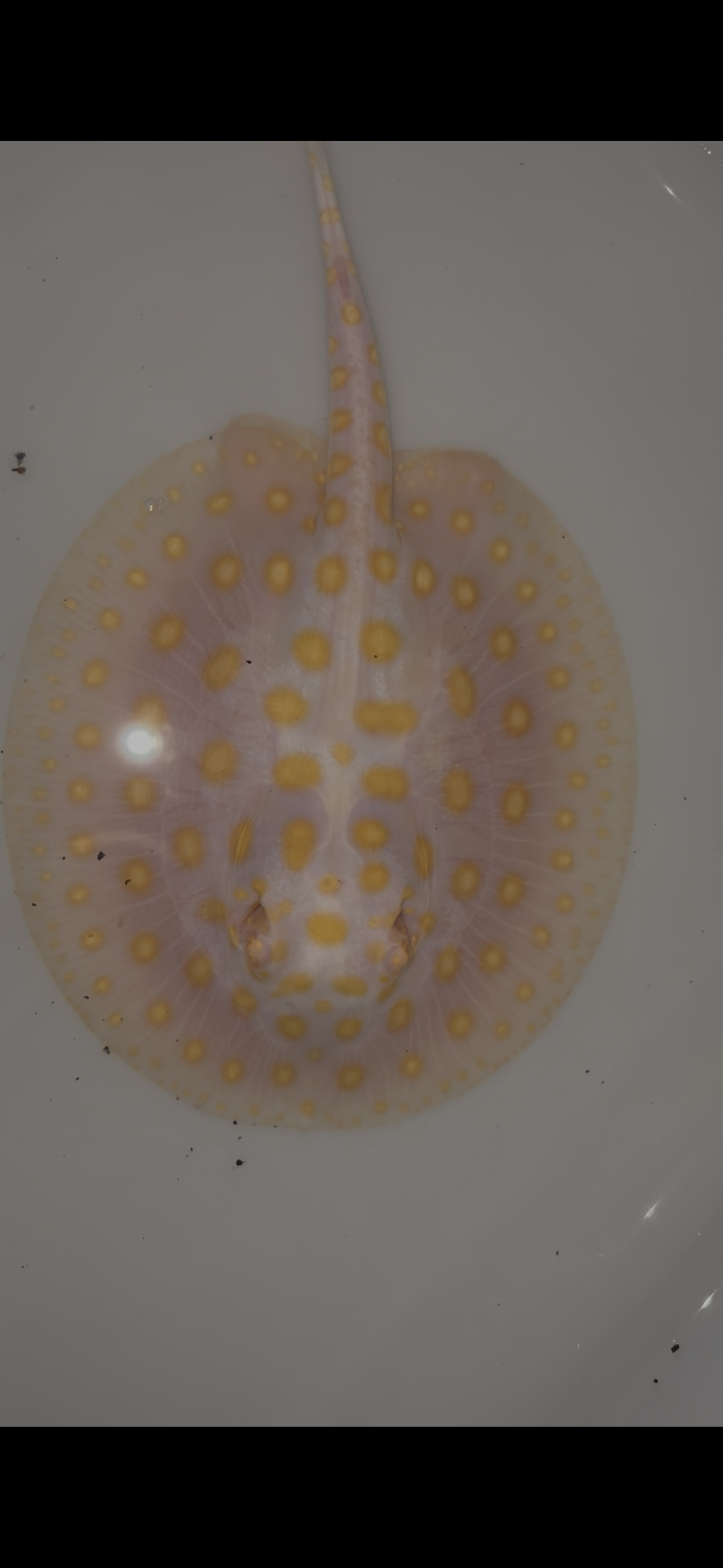 Freshwater stingray black diamond goldenbase albino with paddle tail f ...