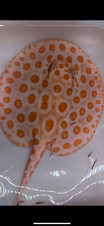 Freshwater stingray red base albinos for sale – Super BD Stingray