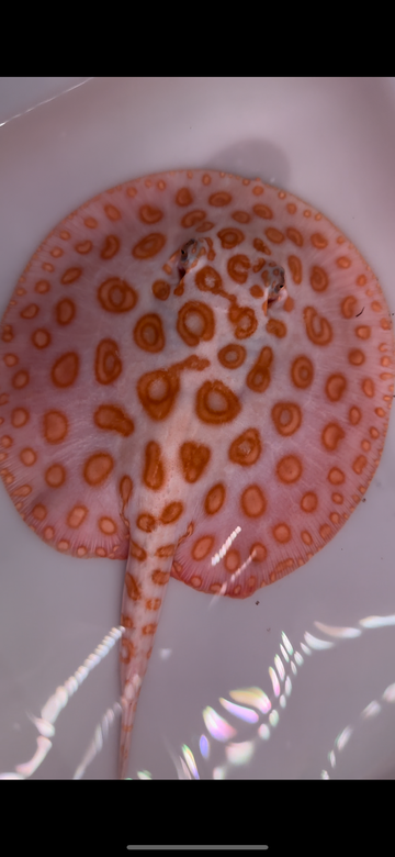 Freshwater stingray red base albinos for sale – Super BD Stingray