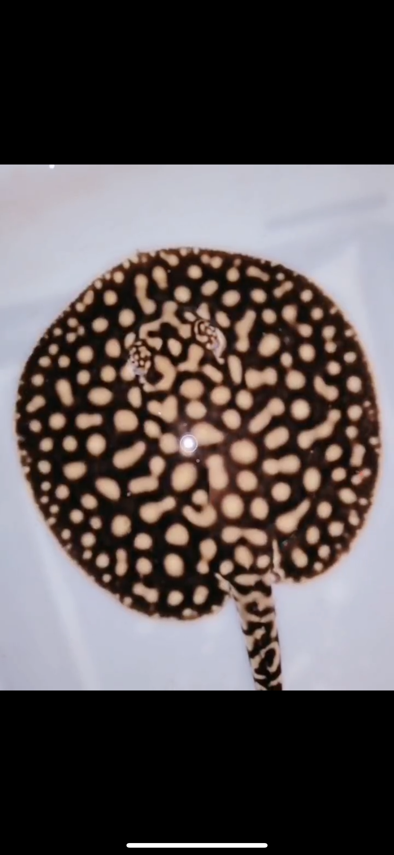 Freshwater stingray p14 hybrid male 6inch – Super BD Stingray