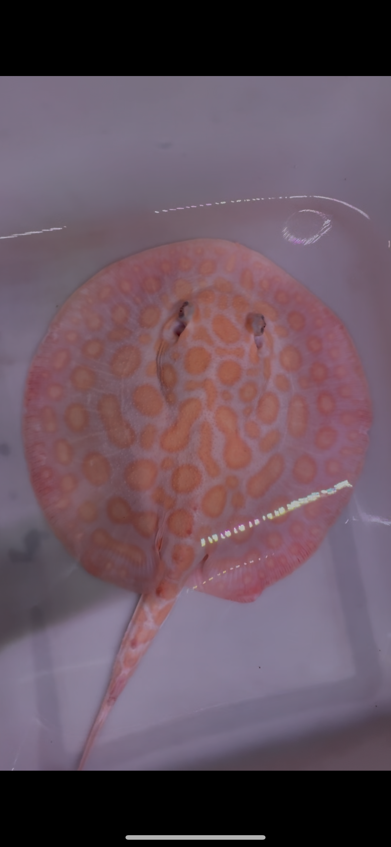 Freshwater stingray Key diamond redbase female albino 8inch – Super BD ...