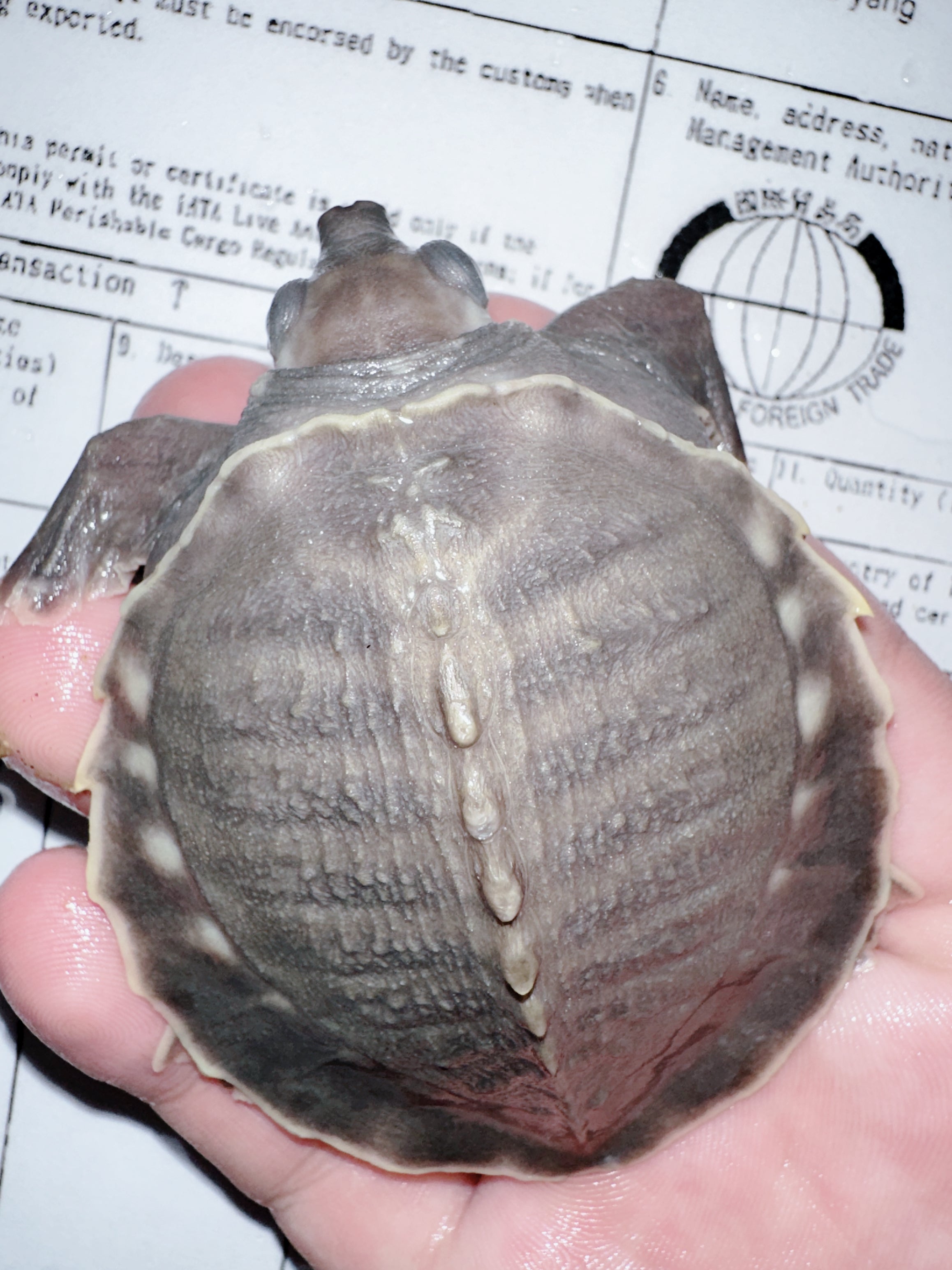 Fly River Turtle /Pig Nose Turtle 3 – Super BD Stingray