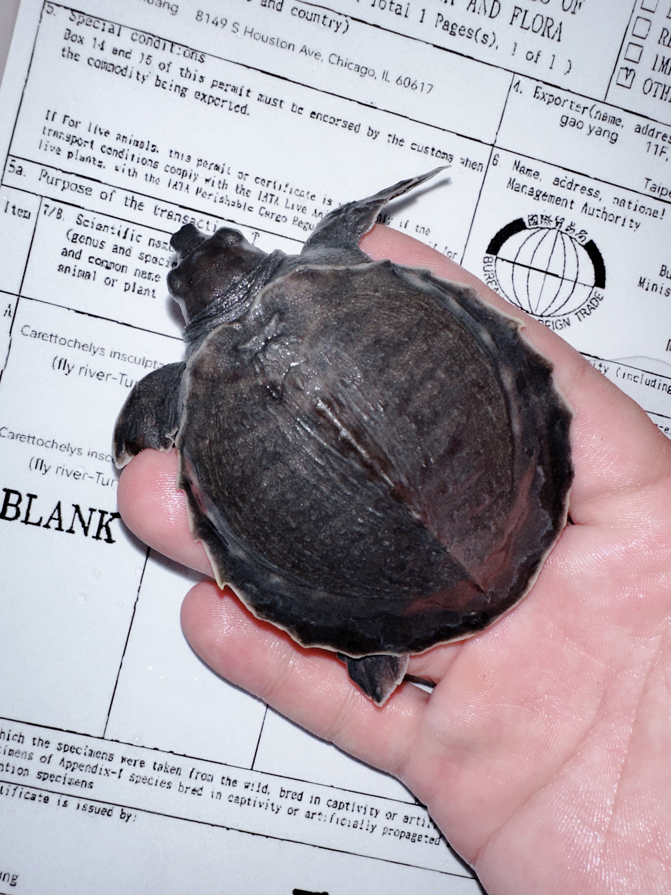 Fly River Turtle /Pig Nose Turtle 1 – Super BD Stingray