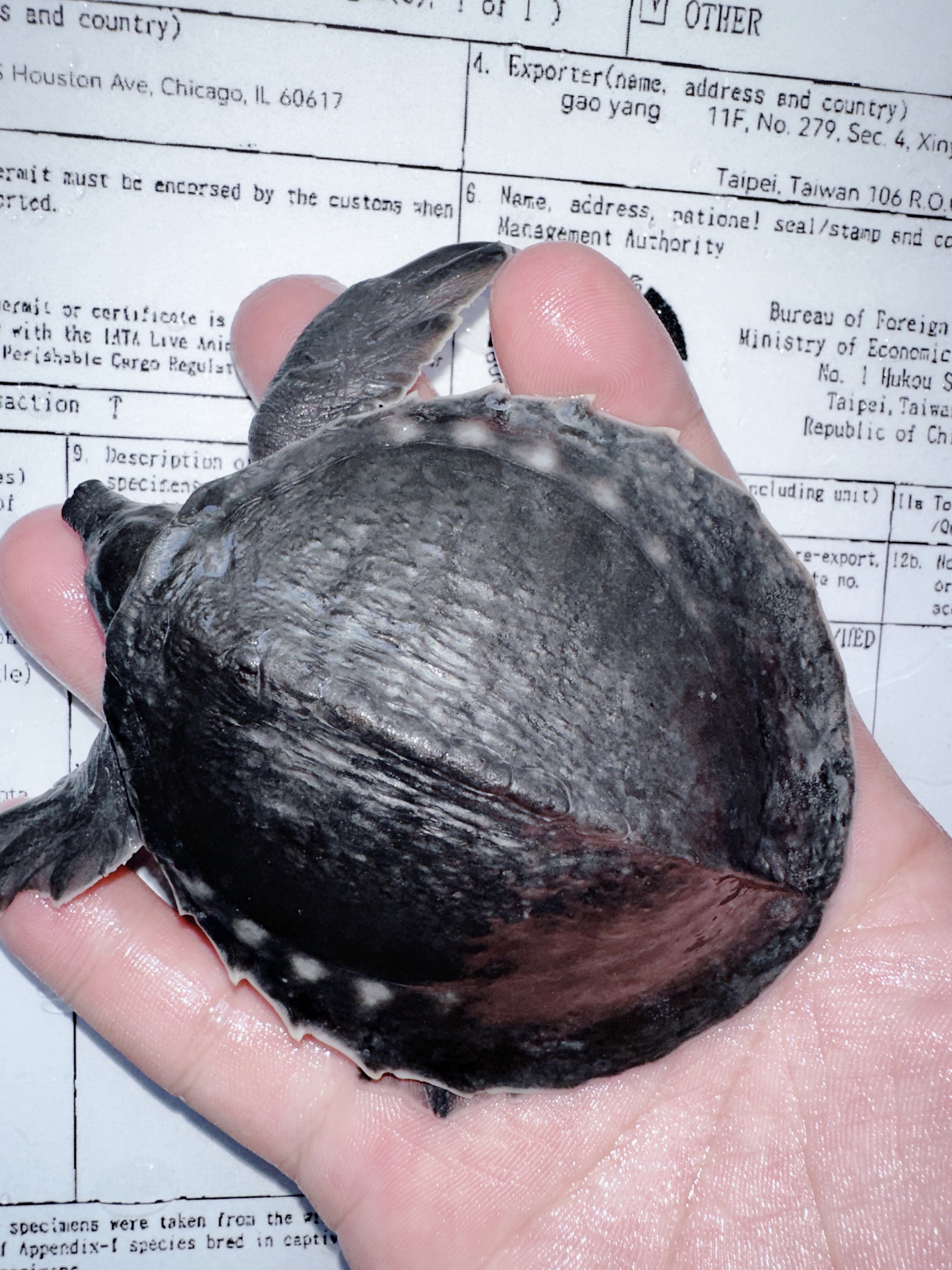 Fly River Turtle /Pig Nose Turtle (no eyes) – Super BD Stingray