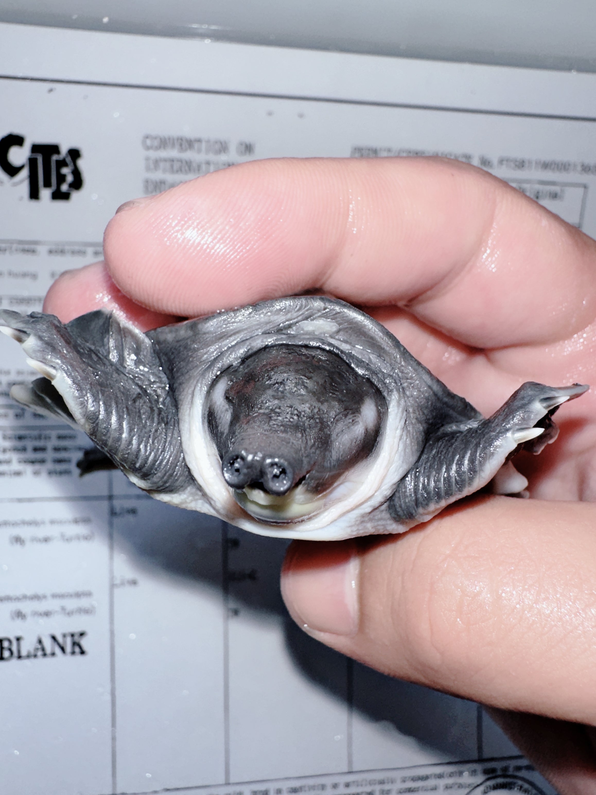 Fly River Turtle /Pig Nose Turtle (no eyes) – Super BD Stingray