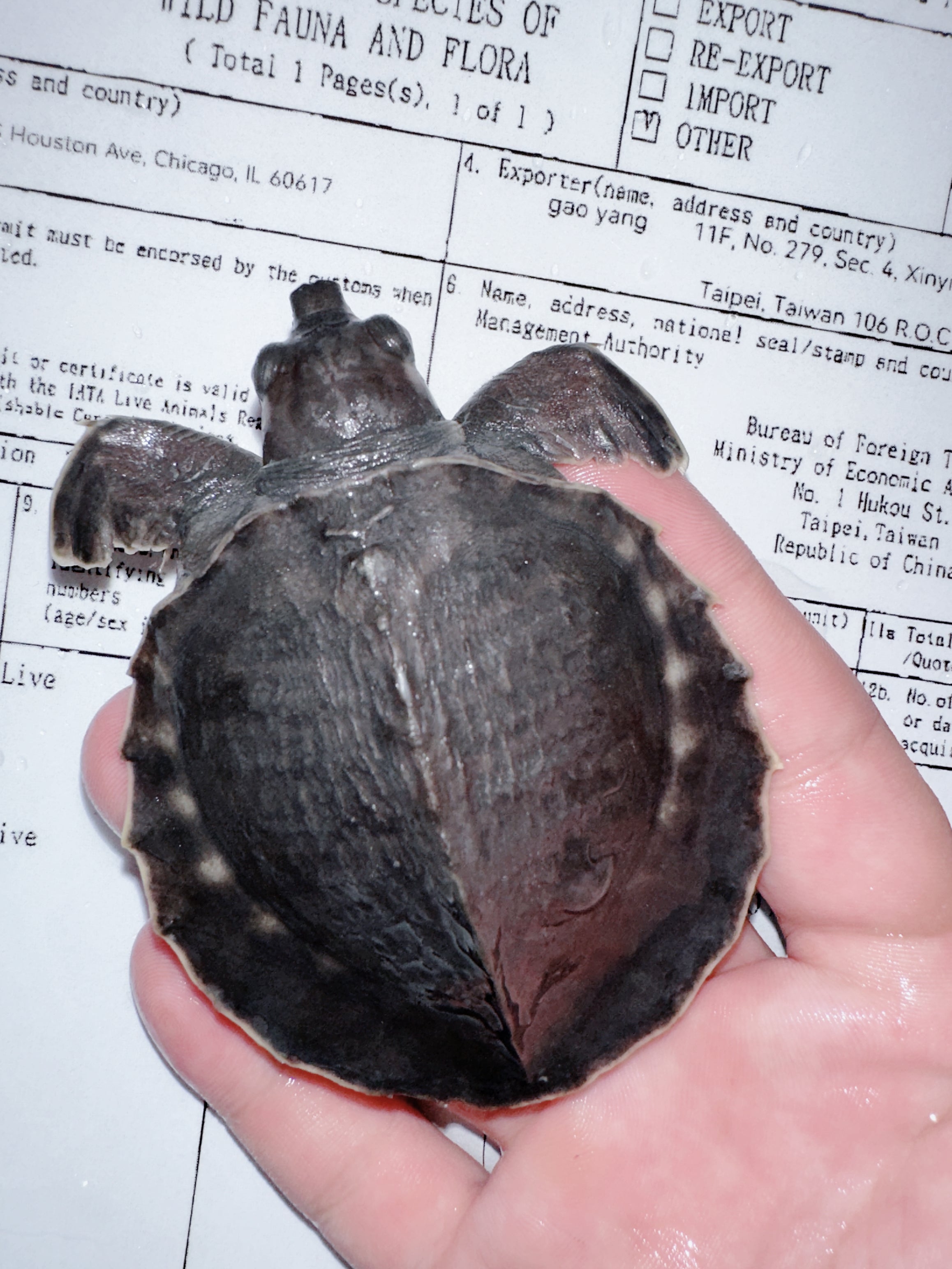 Fly River Turtle /Pig Nose Turtle 2 – Super BD Stingray