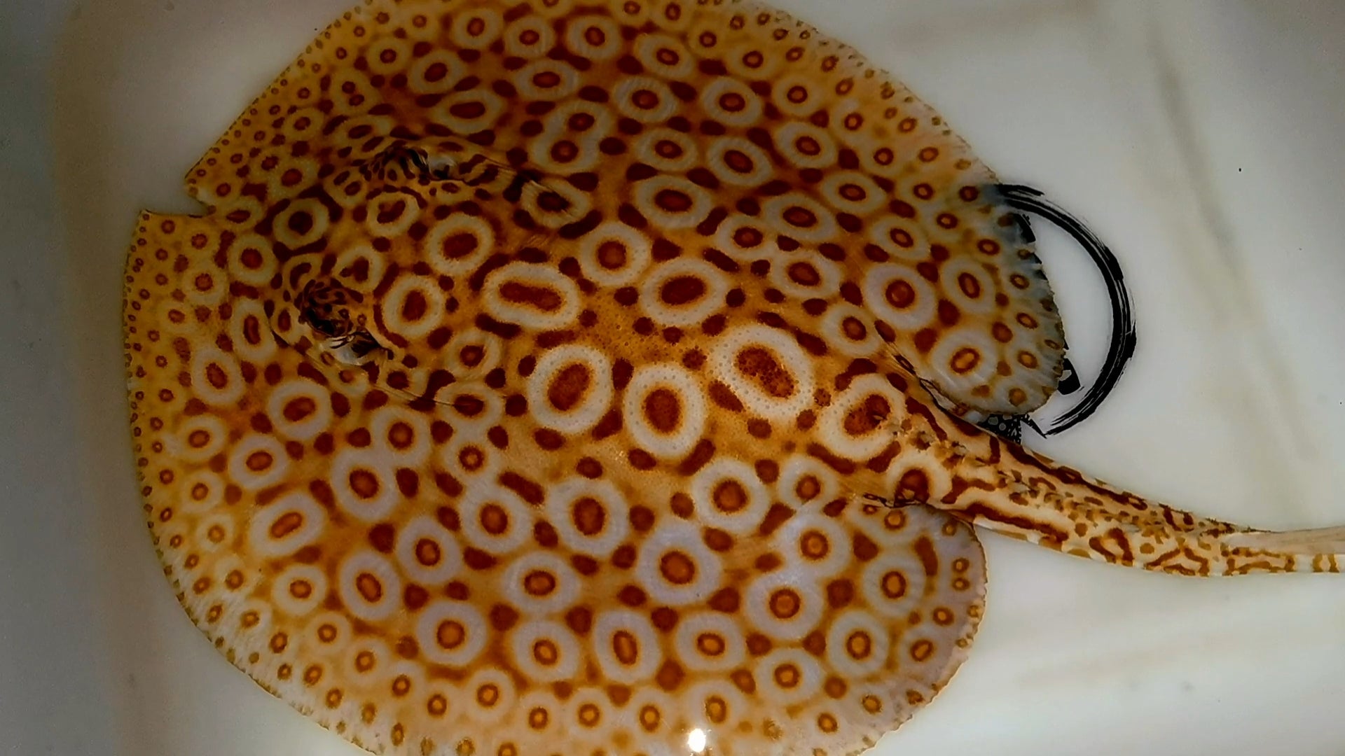 Freshwater stingray redbase motoro hybrid albino male – Super BD Stingray