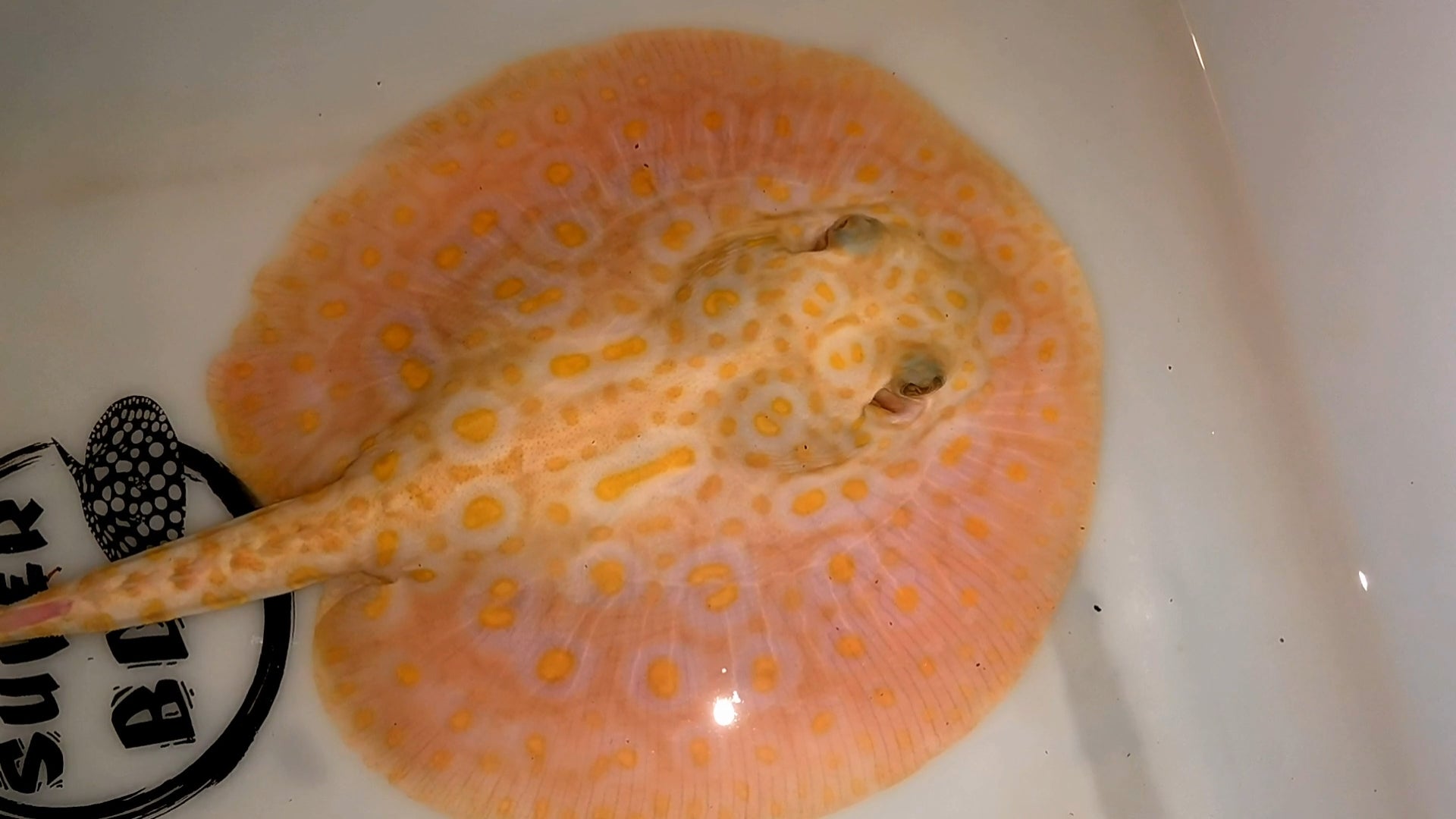 Freshwater stingray redbase pearl albino male 6inch – Super BD Stingray