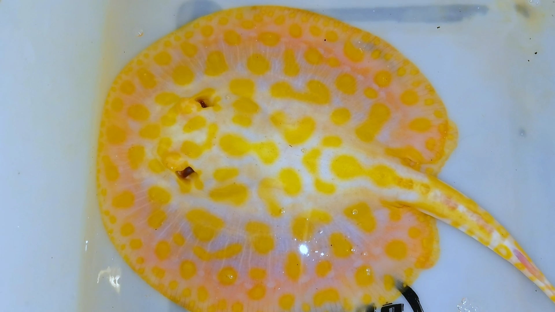 Freshwater stingray goldenbase black diamond hybrid albino male 7inch ...