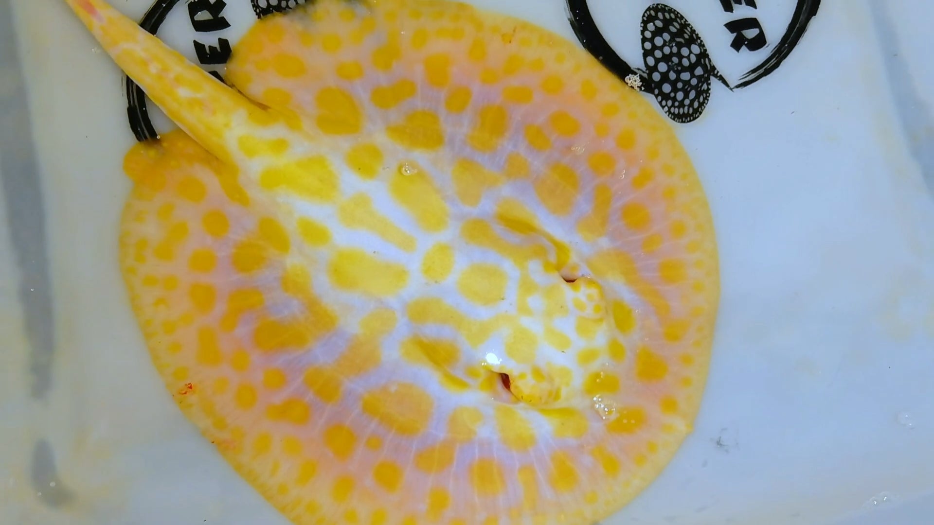 Freshwater stingray goldenbase black diamond hybrid albino male 6inch ...