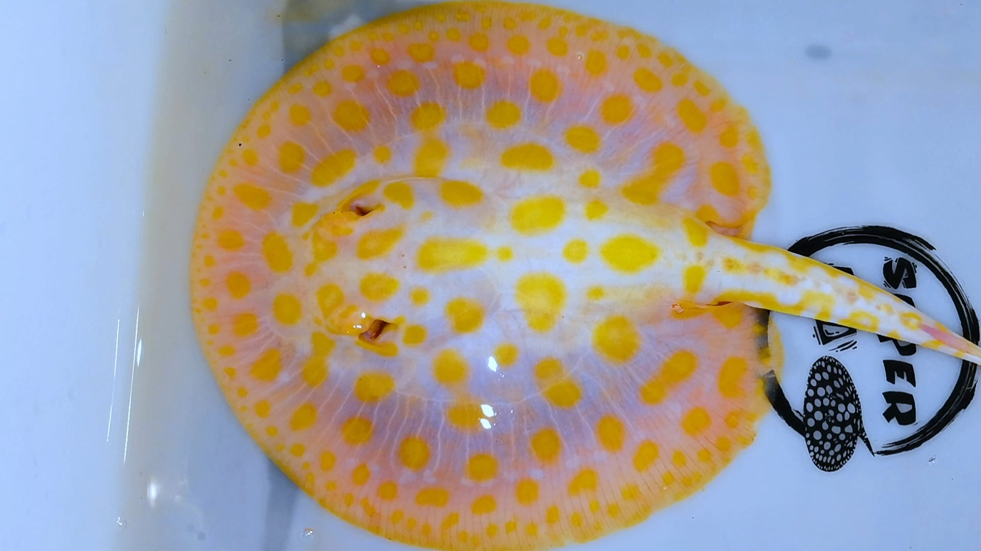 Freshwater stingray goldenbase black diamond hybrid albino male 7inch ...