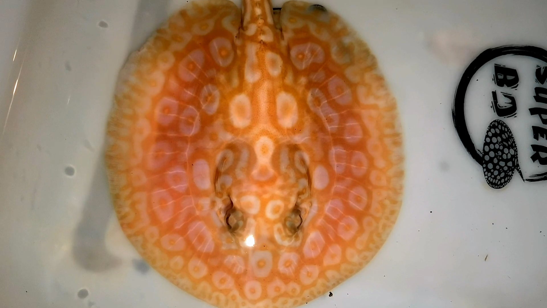 Freshwater stingray redbase pearl albino male 5-6inch – Super BD Stingray