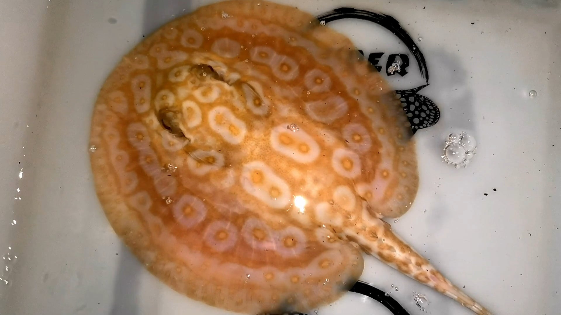 Freshwater stingray redbase pearl albino male 6 inch – Super BD Stingray