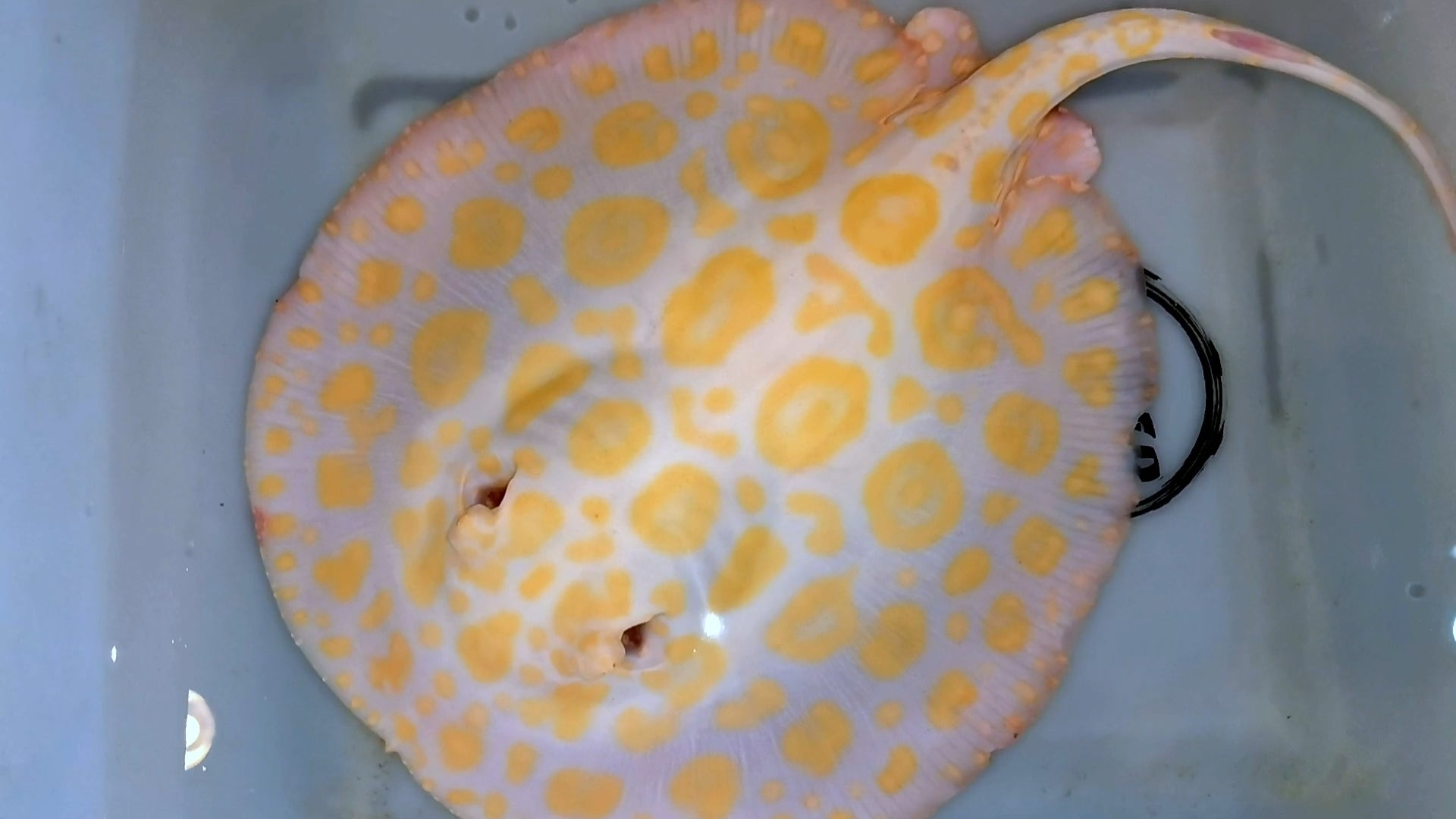 Freshwater stingray goldenbase black diamond hybrid big spot albino fe ...