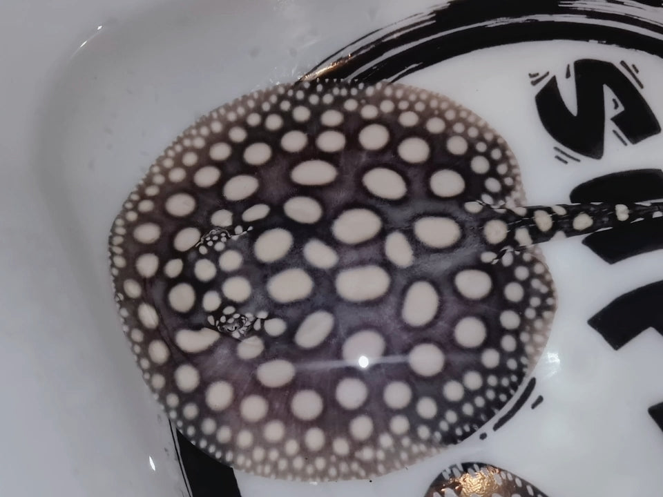 Freshwater stingray black diamond male 6inch – Super BD Stingray