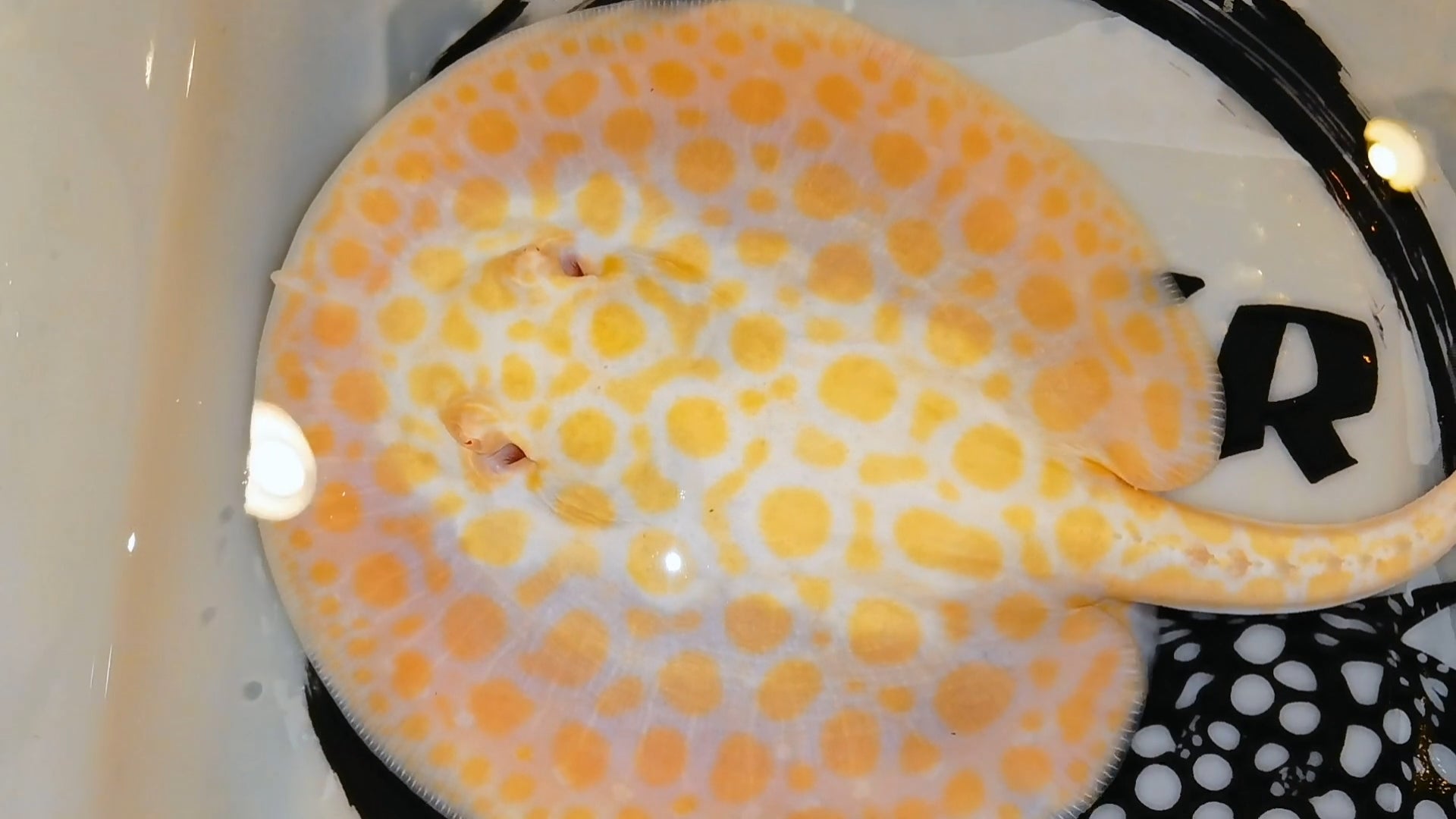 Freshwater stingray goldenbase black diamond hybrid albino male 9inch ...