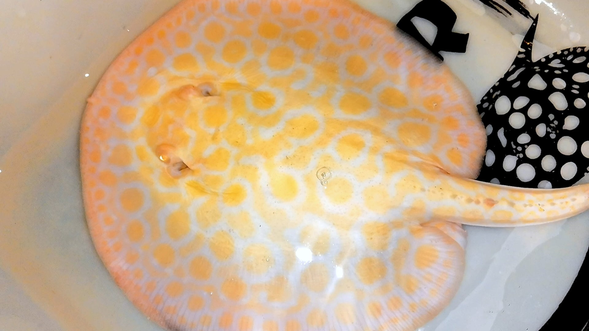 Freshwater stingray goldenbase marble hybrid albino breeder male ...