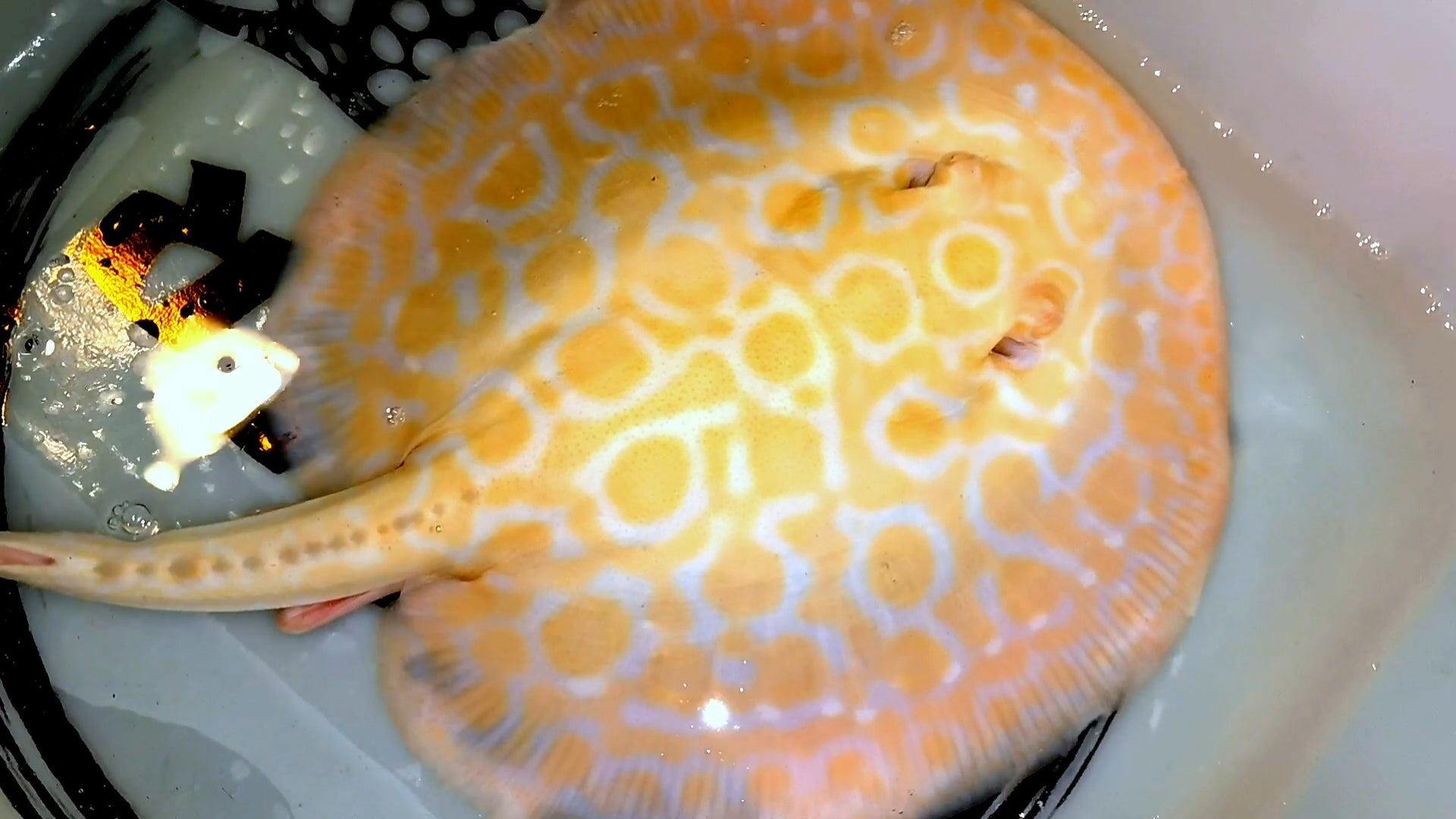 Freshwater stingray goldenbase marble hybrid albino breeder male ...