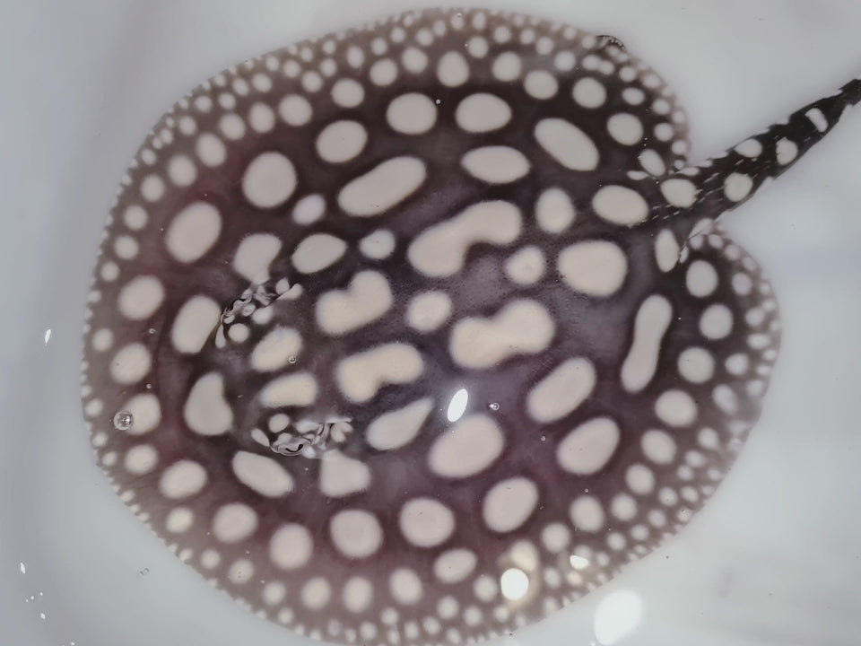 Freshwater stingray black diamond male 6 inch – Super BD Stingray