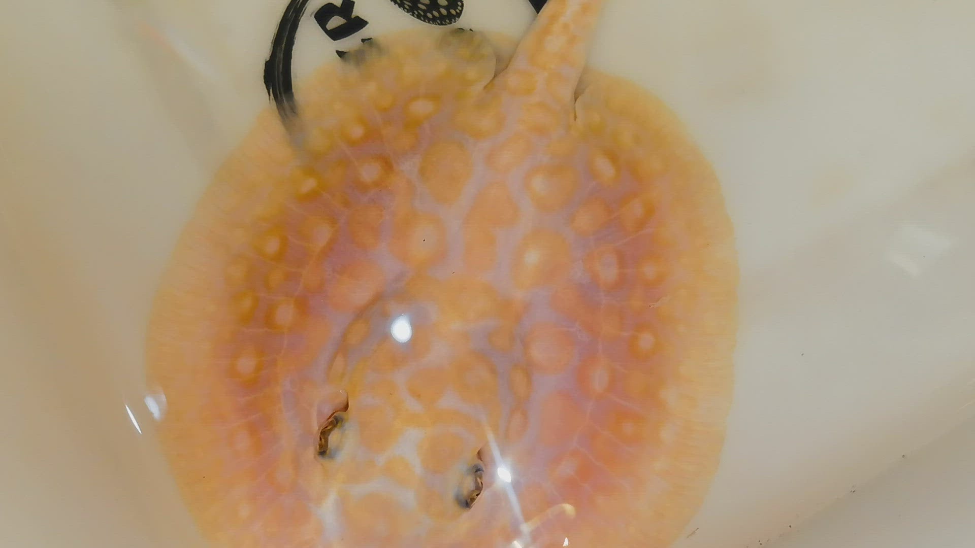 Freshwater stingray teacup/mini black diamond hybrid female – Super BD ...