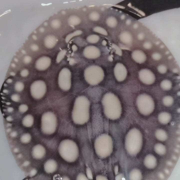 Freshwater stingray black diamond male 5inch – Super BD Stingray