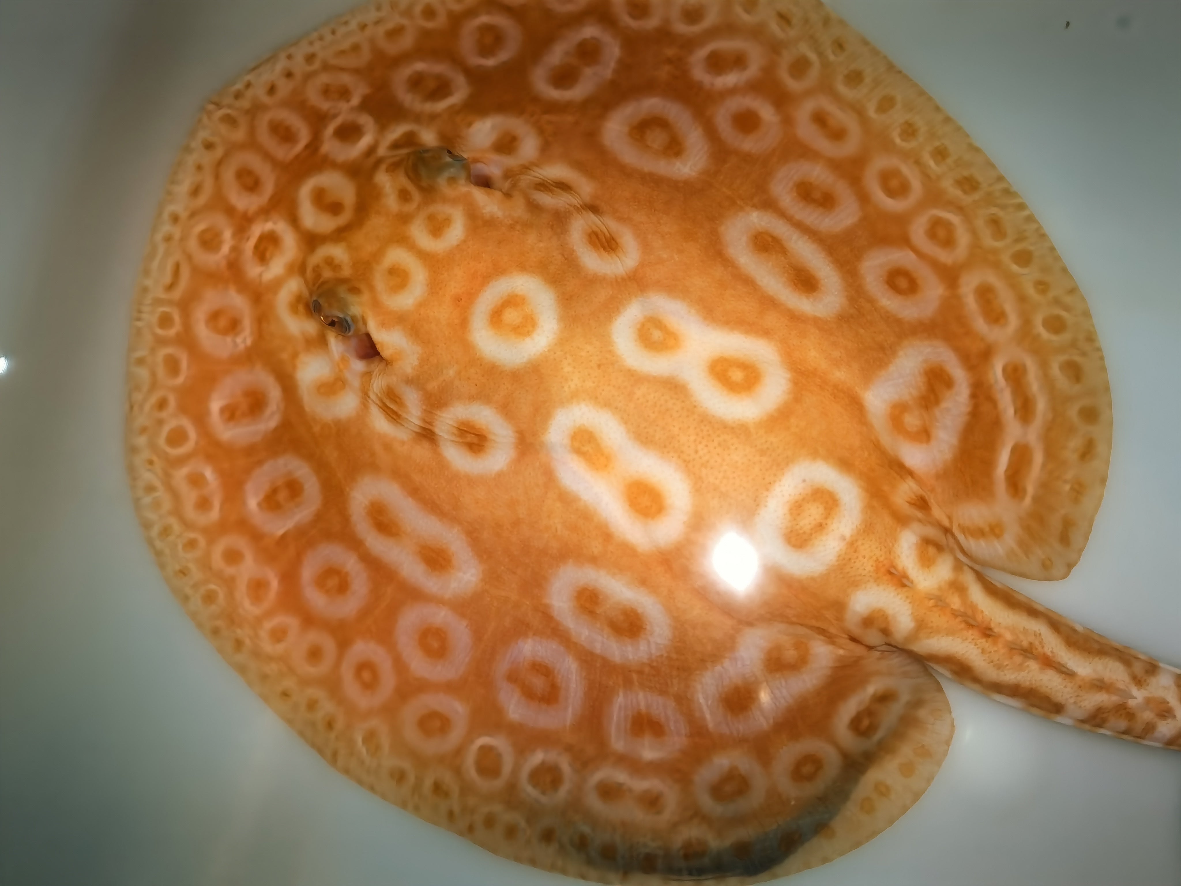 Freshwater stingray redbase pearl albino male 7inch – Super BD Stingray