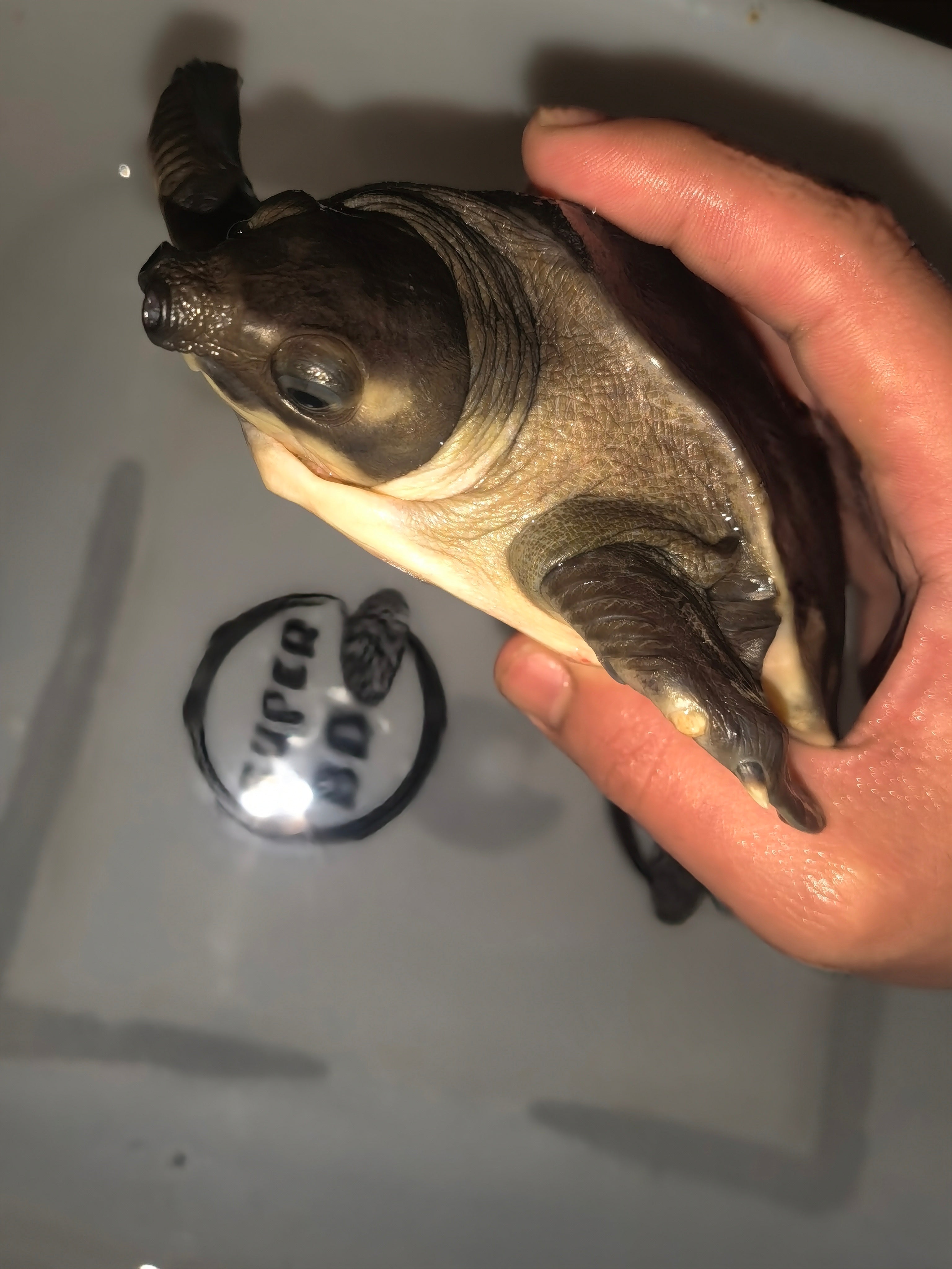 Fly River/Pig Nose Turtle male – Super BD Stingray