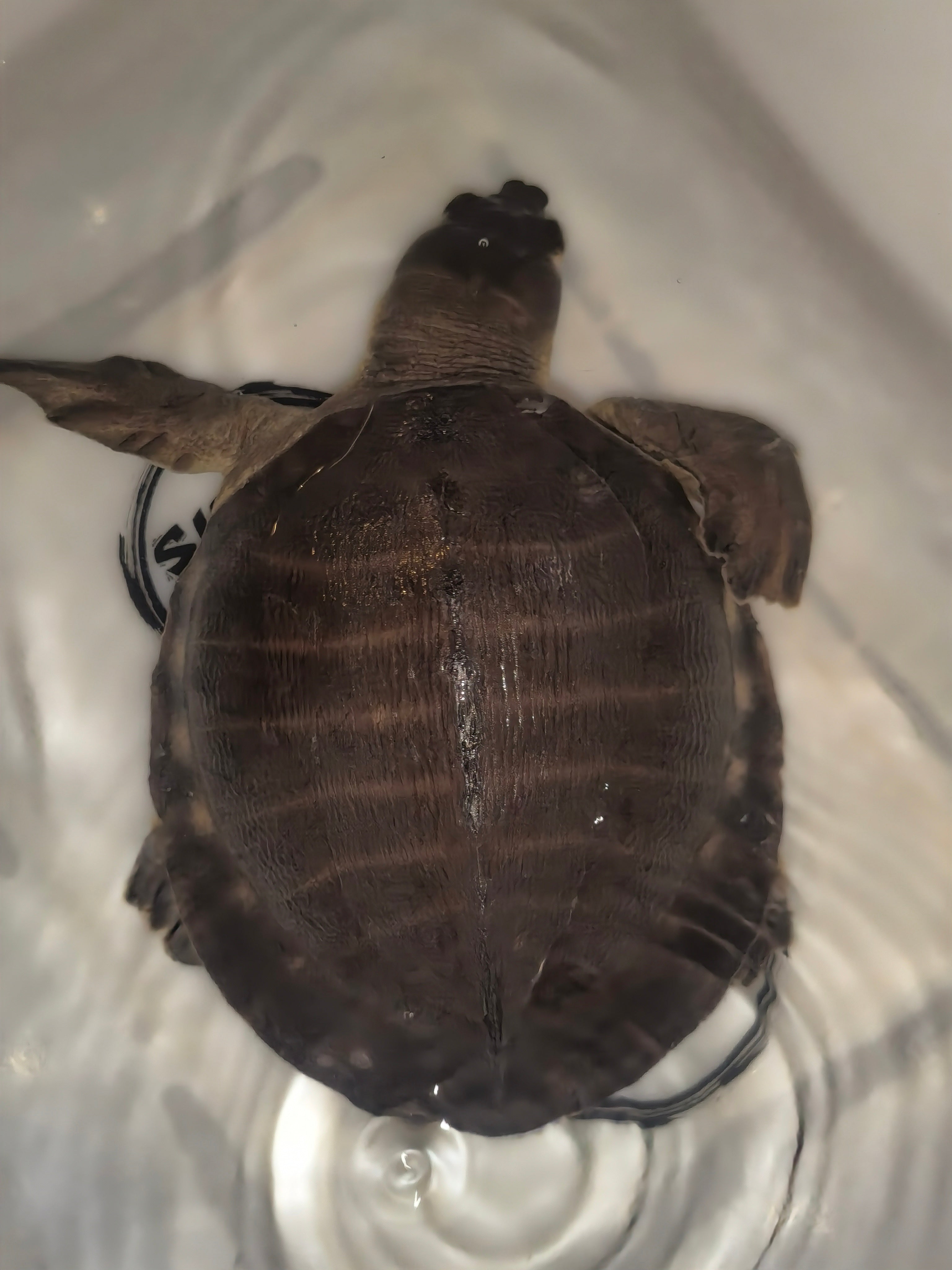 Fly River/Pig Nose Turtle male – Super BD Stingray
