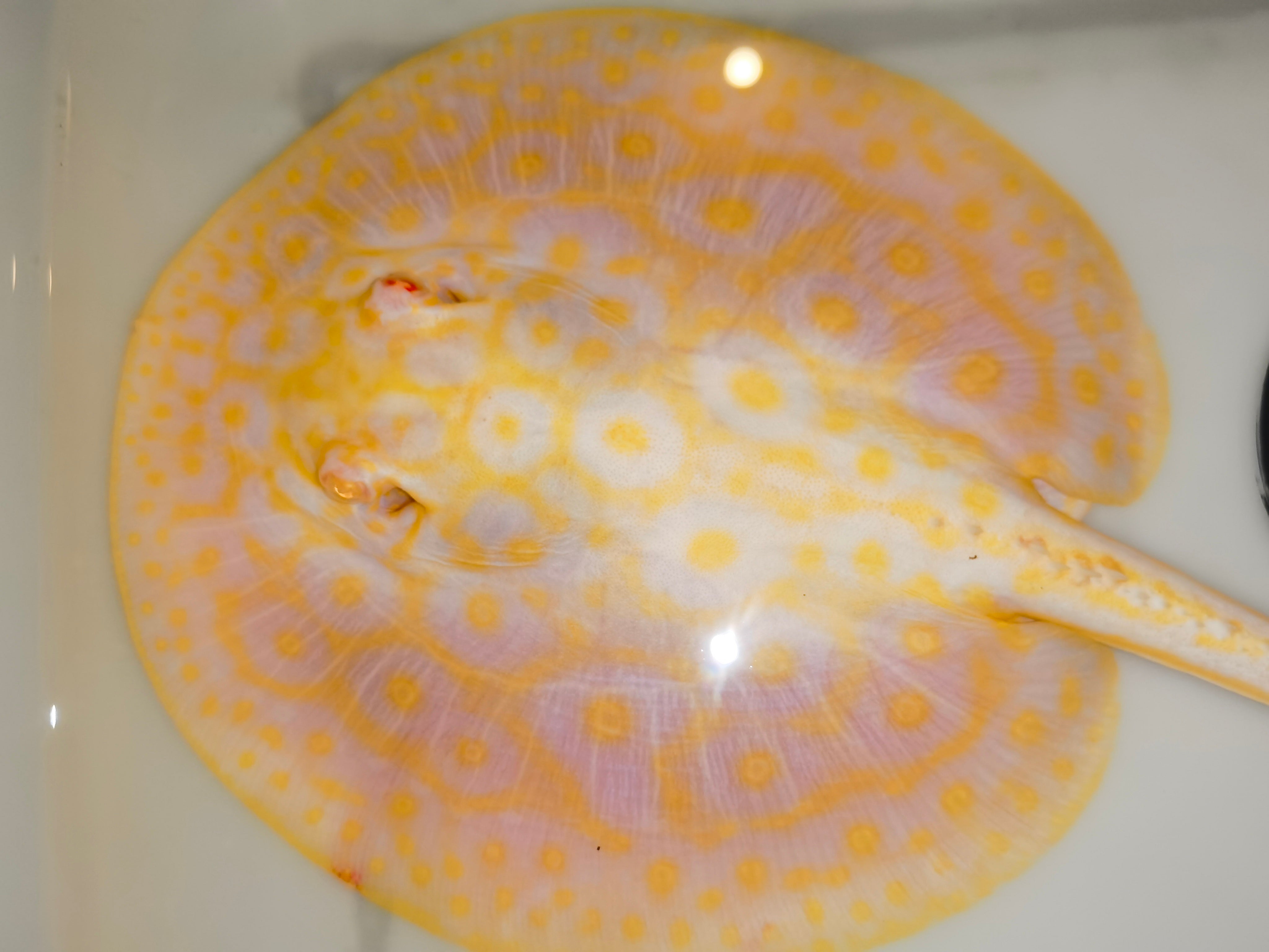 Freshwater stingray goldenbase pearl albino male 7inch – Super BD Stingray