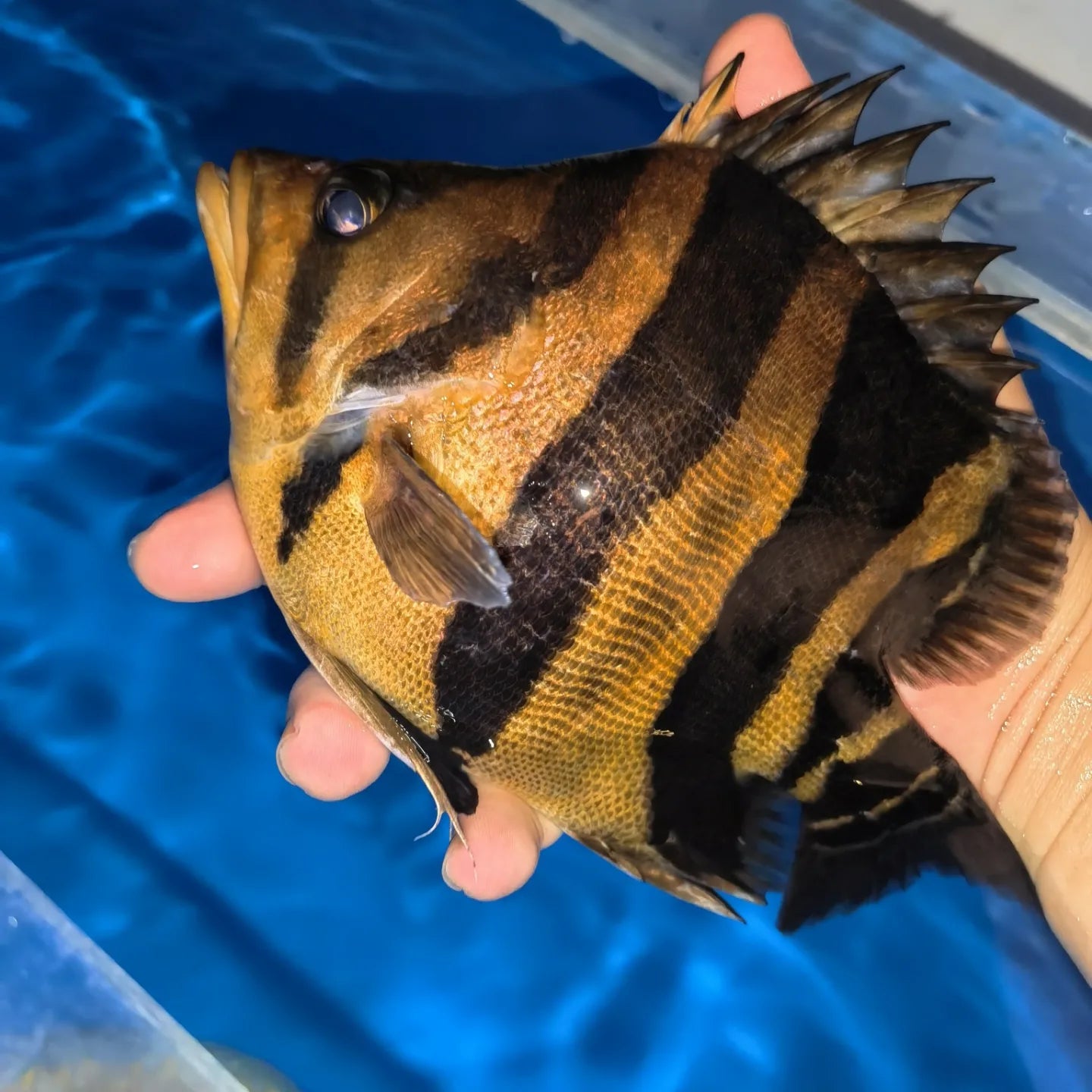 Super shortbody clean 3 bar datnoid – Super BD Stingray