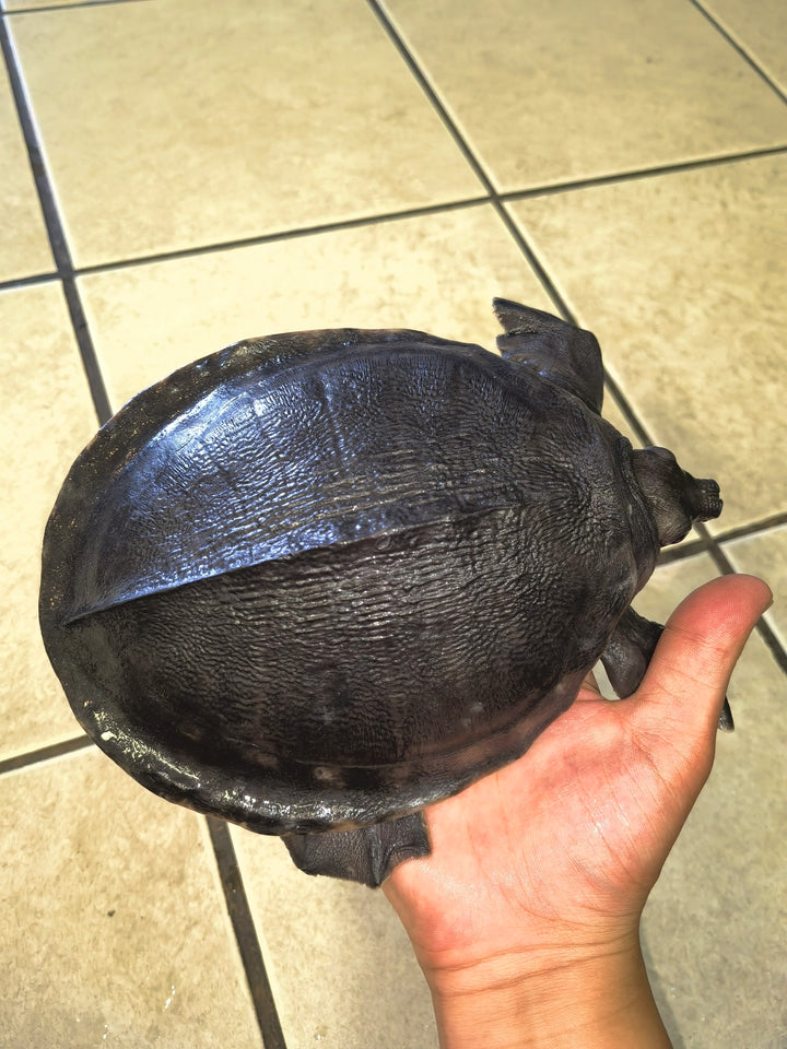 Fly River Turtle/Pig Nose Turtle – Super BD Stingray
