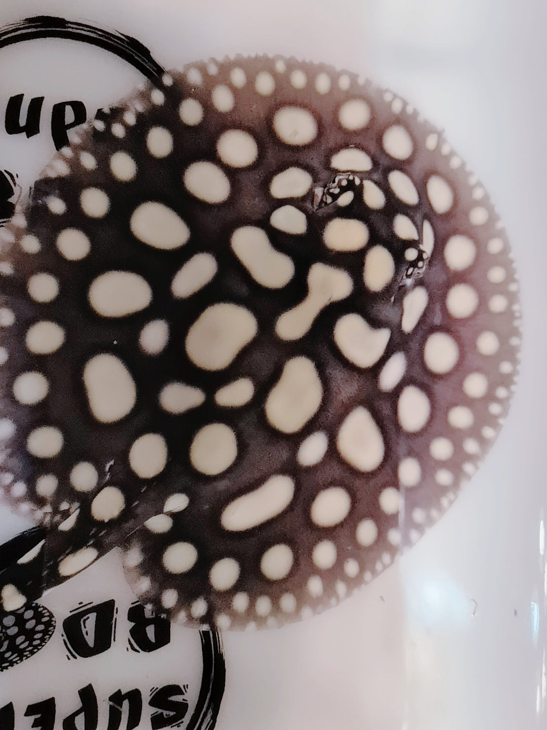 Freshwater stingray black diamond male 5-6 inch – Super BD Stingray