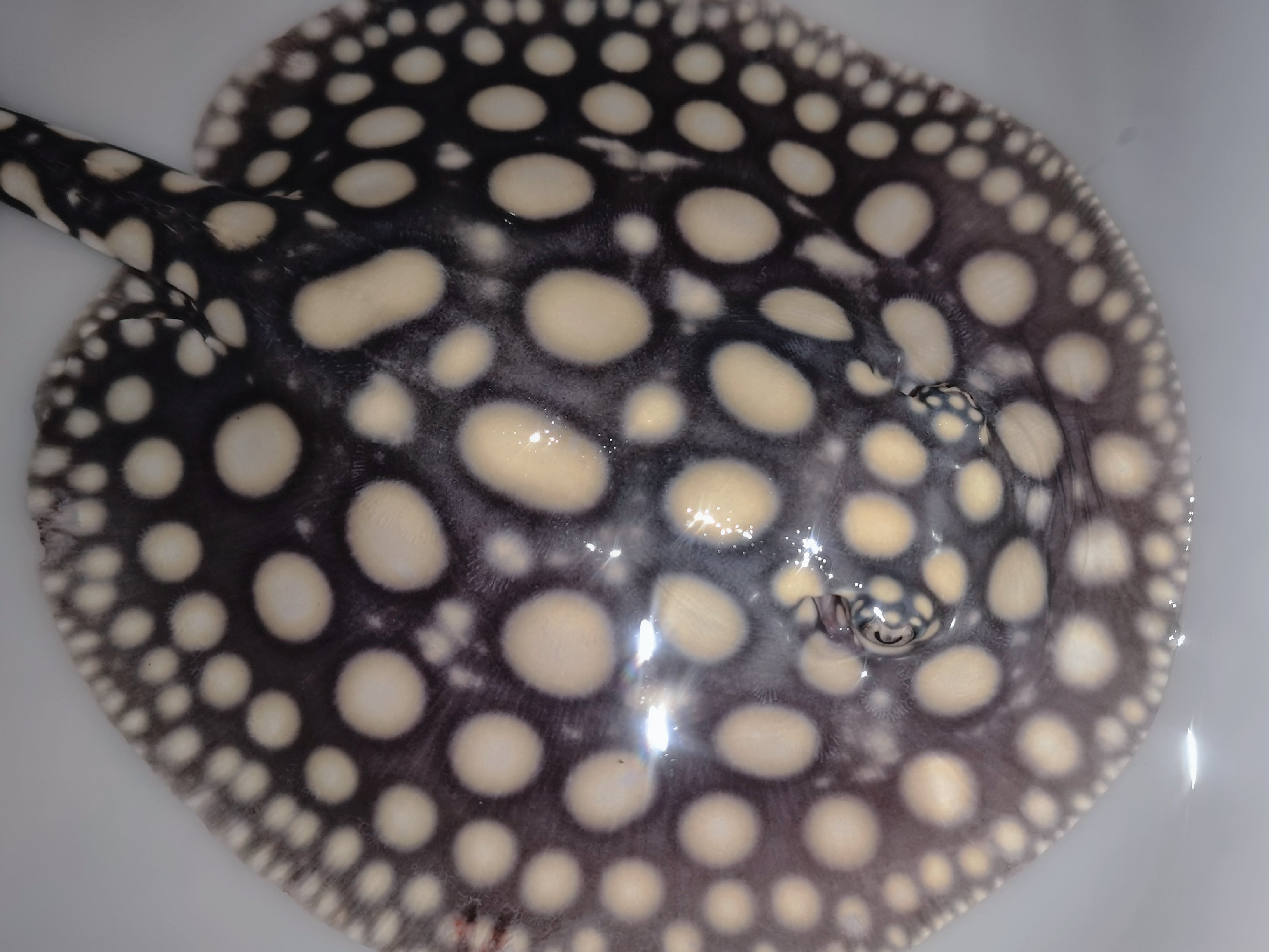 Freshwater stingray black diamond male 7inch – Super BD Stingray