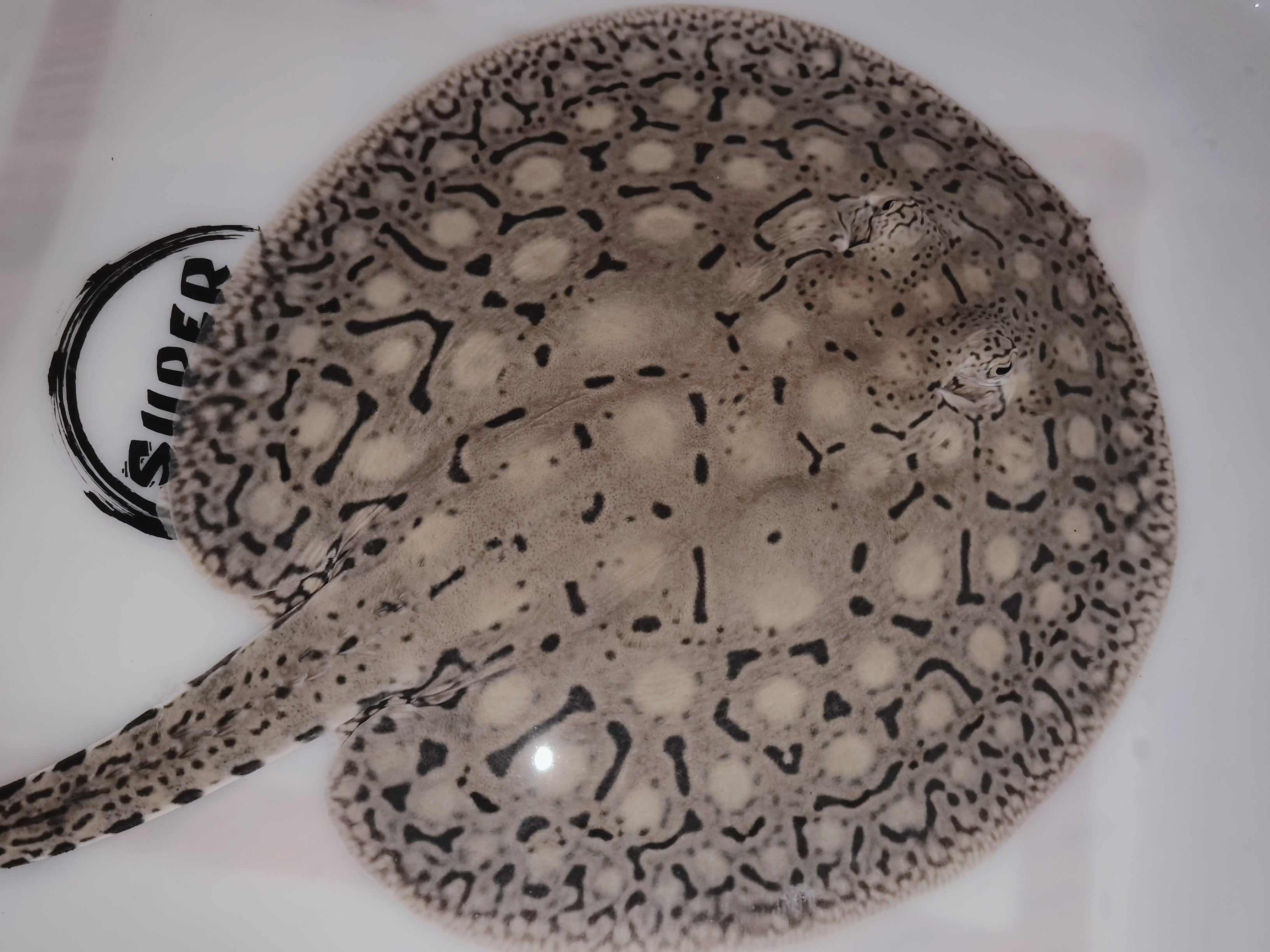 Freshwater stingray snow leopard female 9inch – Super BD Stingray