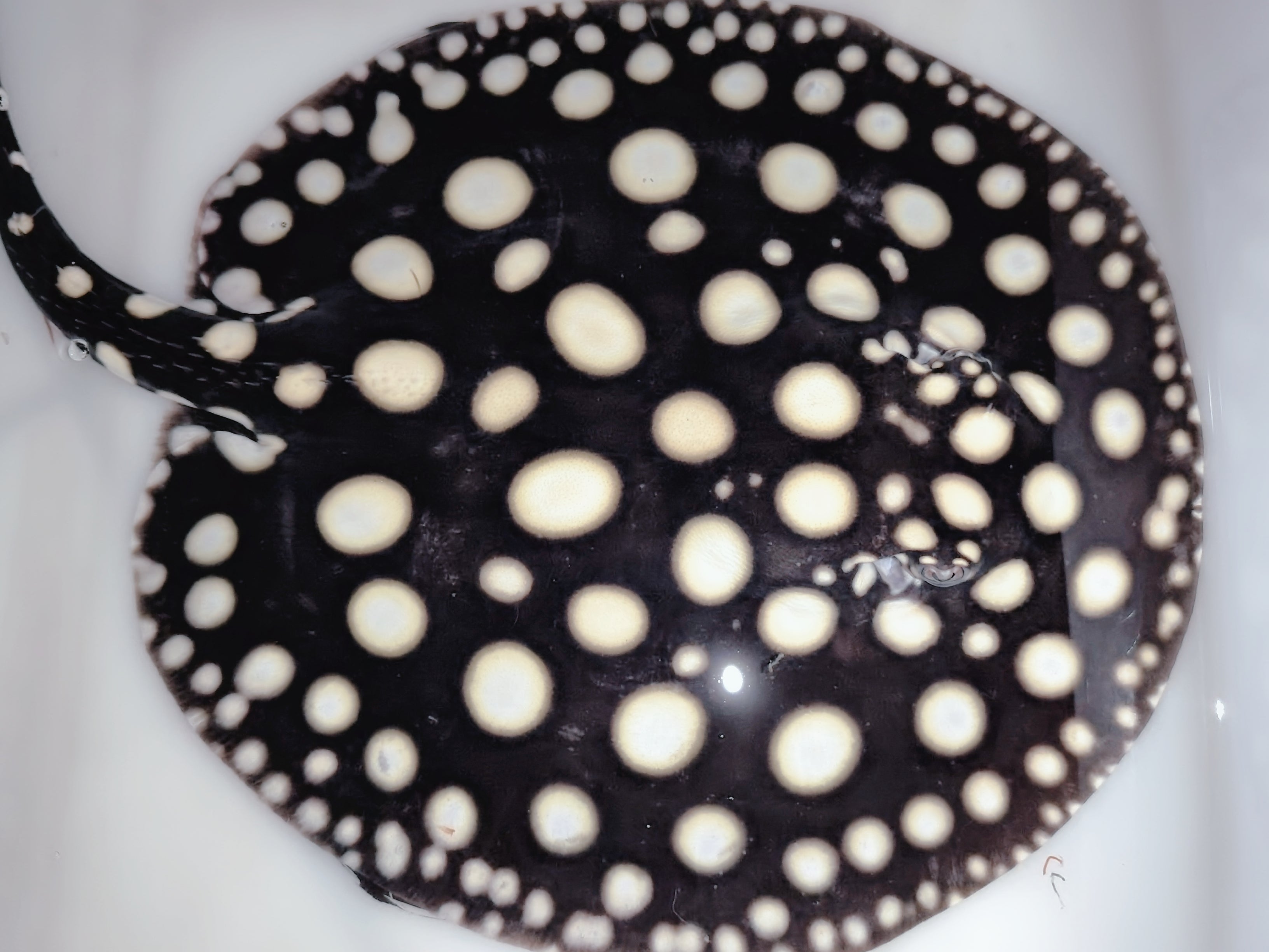 Freshwater stingray black diamond female 8inch – Super BD Stingray