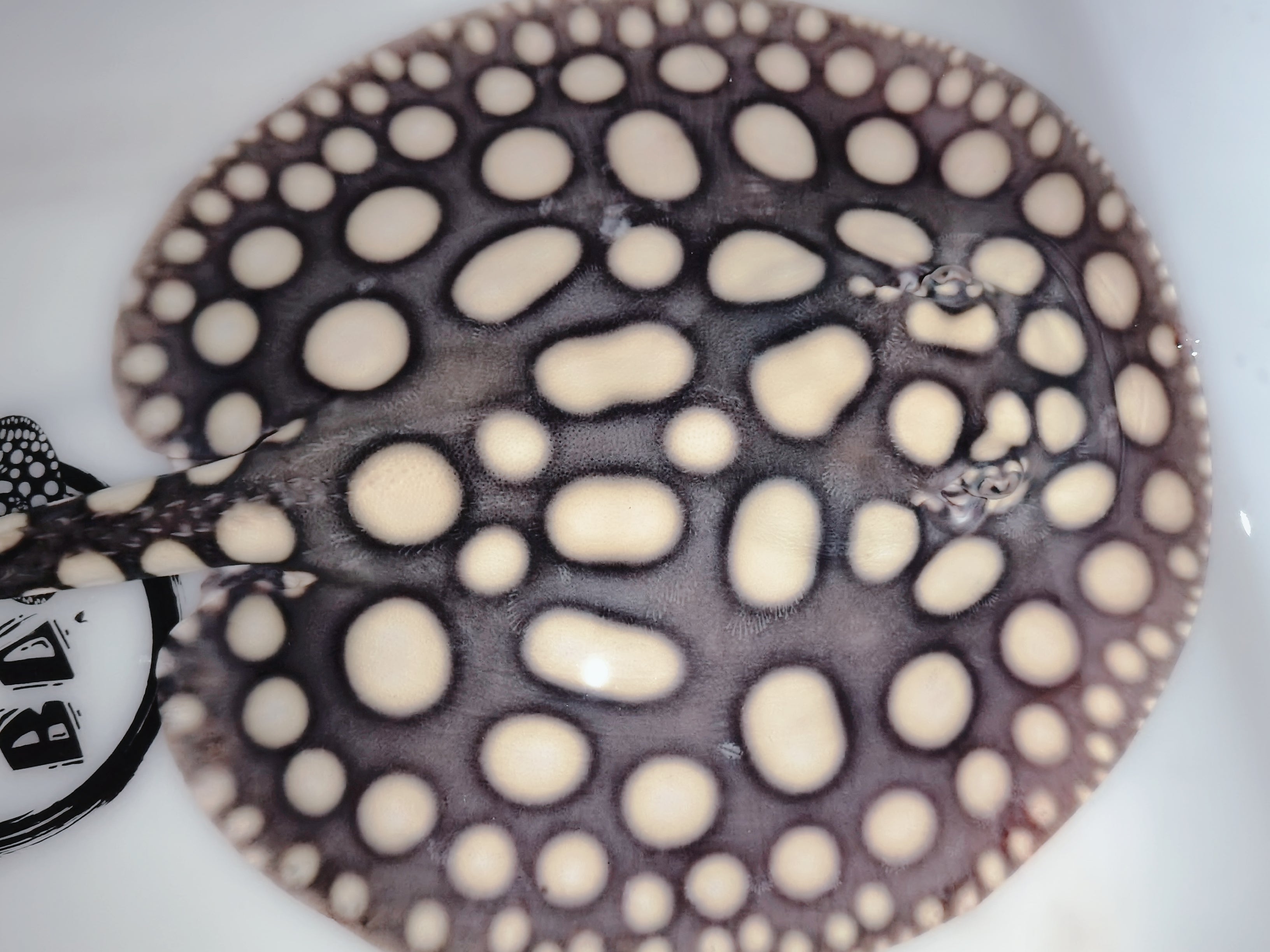 Freshwater stingray black diamond male 8inch – Super BD Stingray