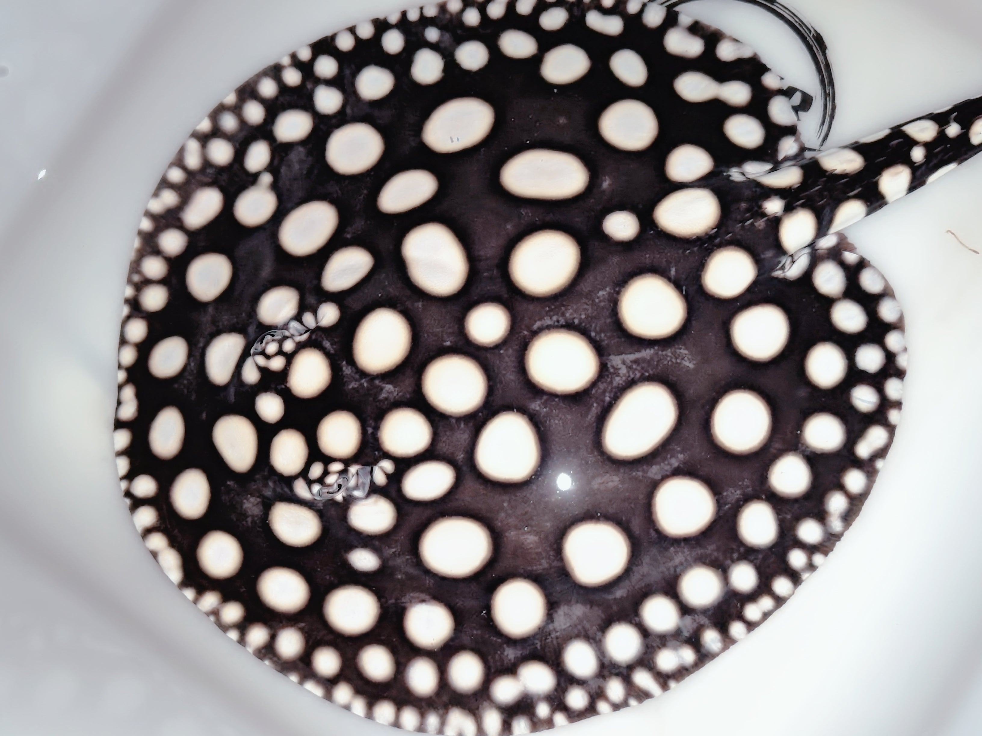 Freshwater stingray black diamond male 8-9inch – Super BD Stingray