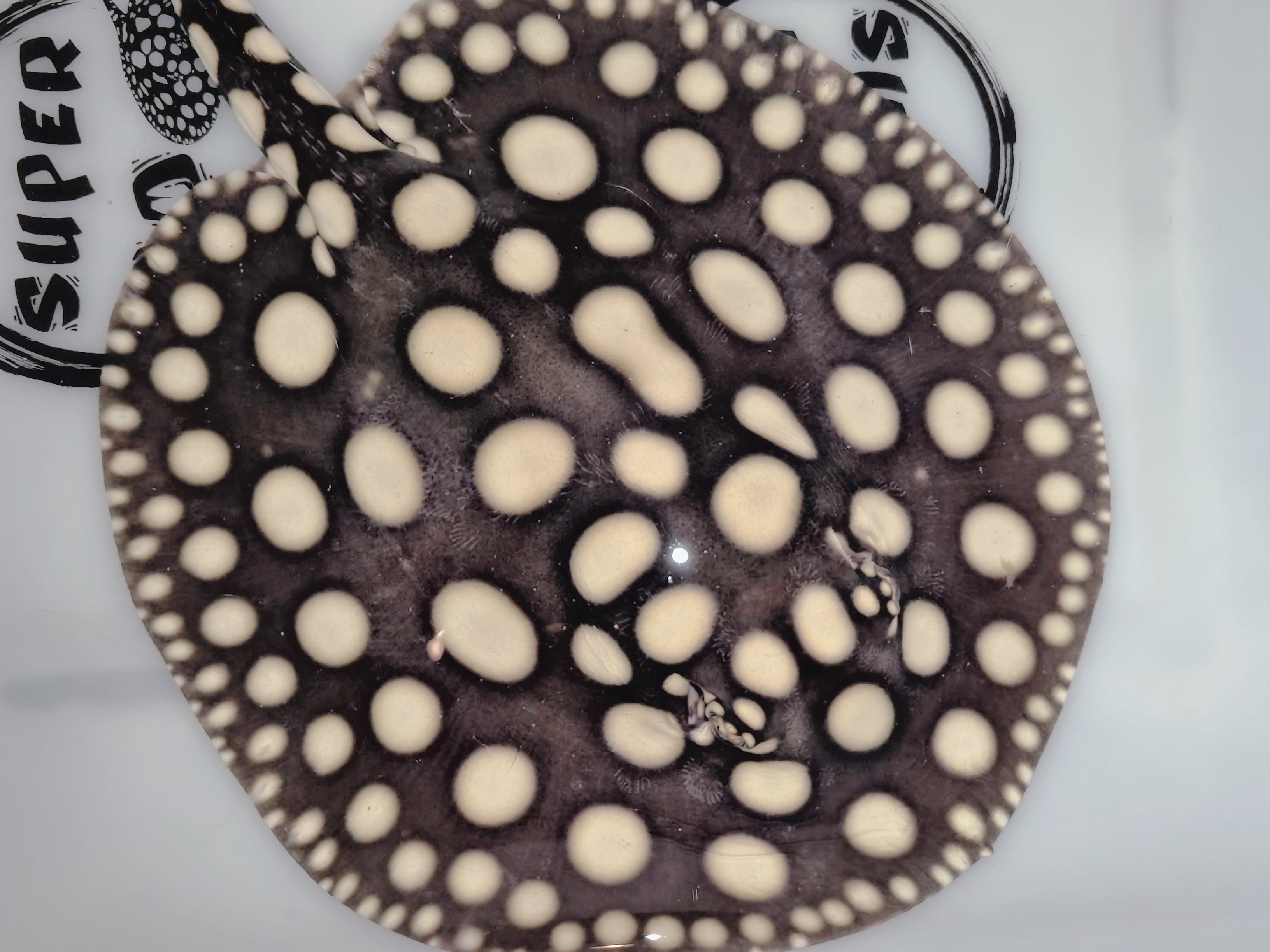 Freshwater stingray black diamond female 6inch – Super BD Stingray
