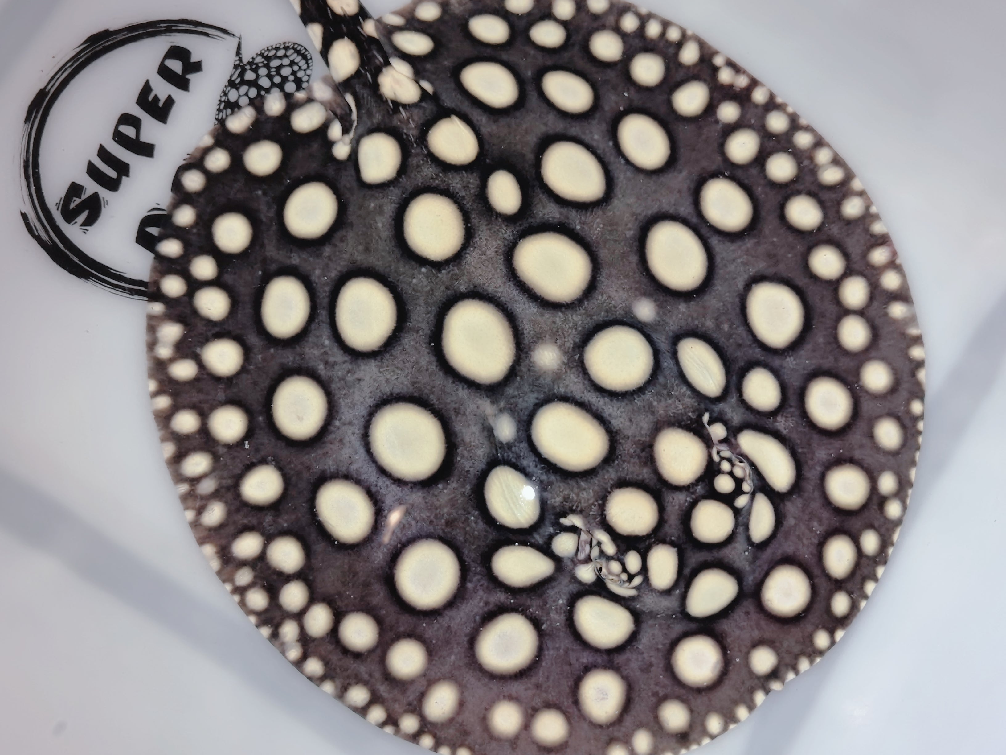 Freshwater stingray black diamond female 7inch – Super BD Stingray