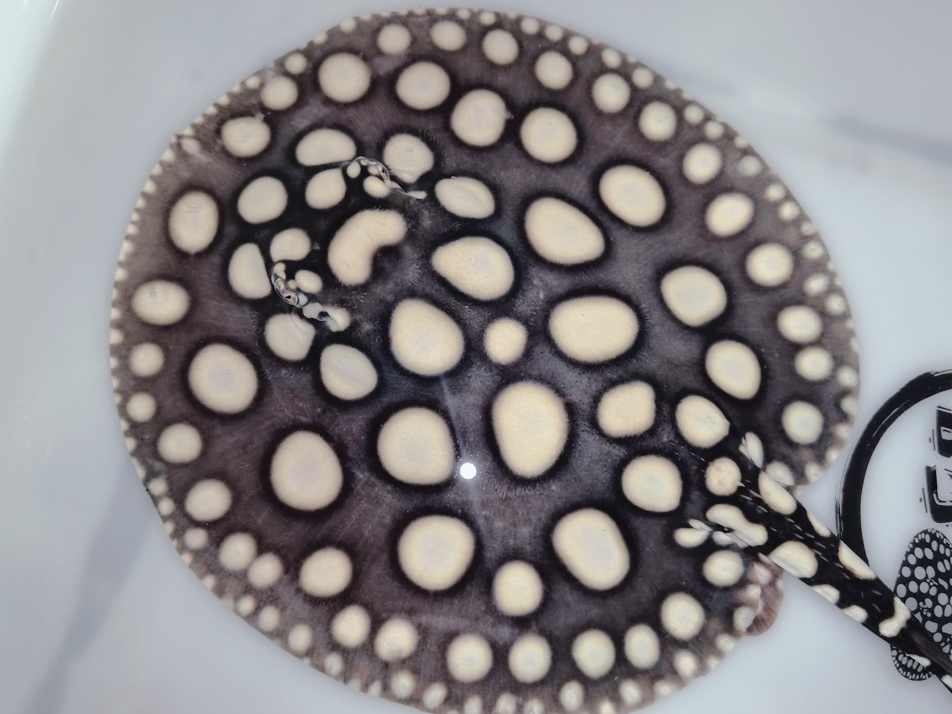 Freshwater stingray black diamond male 6-7inch – Super BD Stingray