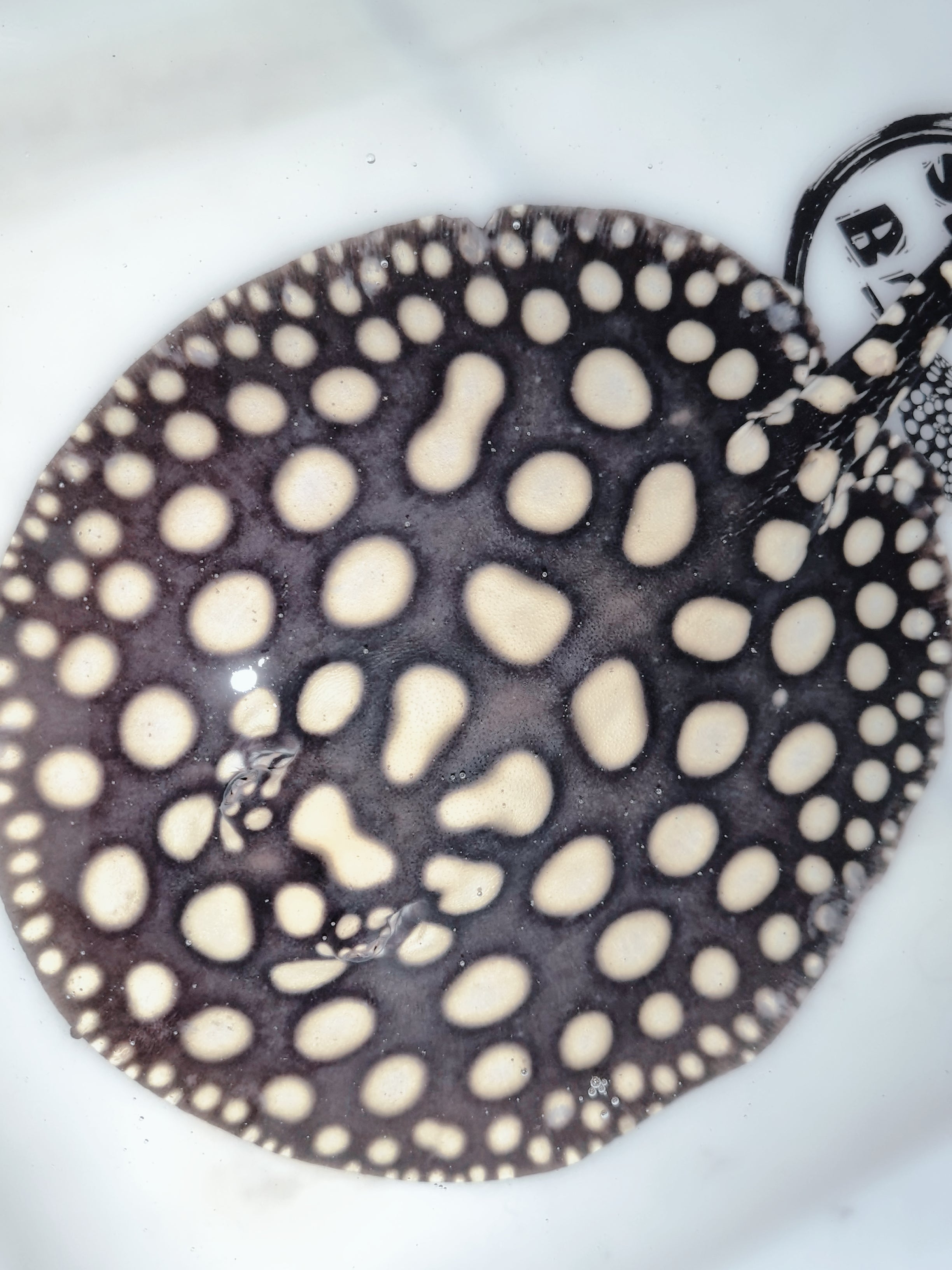Freshwater stingray black diamond male 7inch – Super BD Stingray