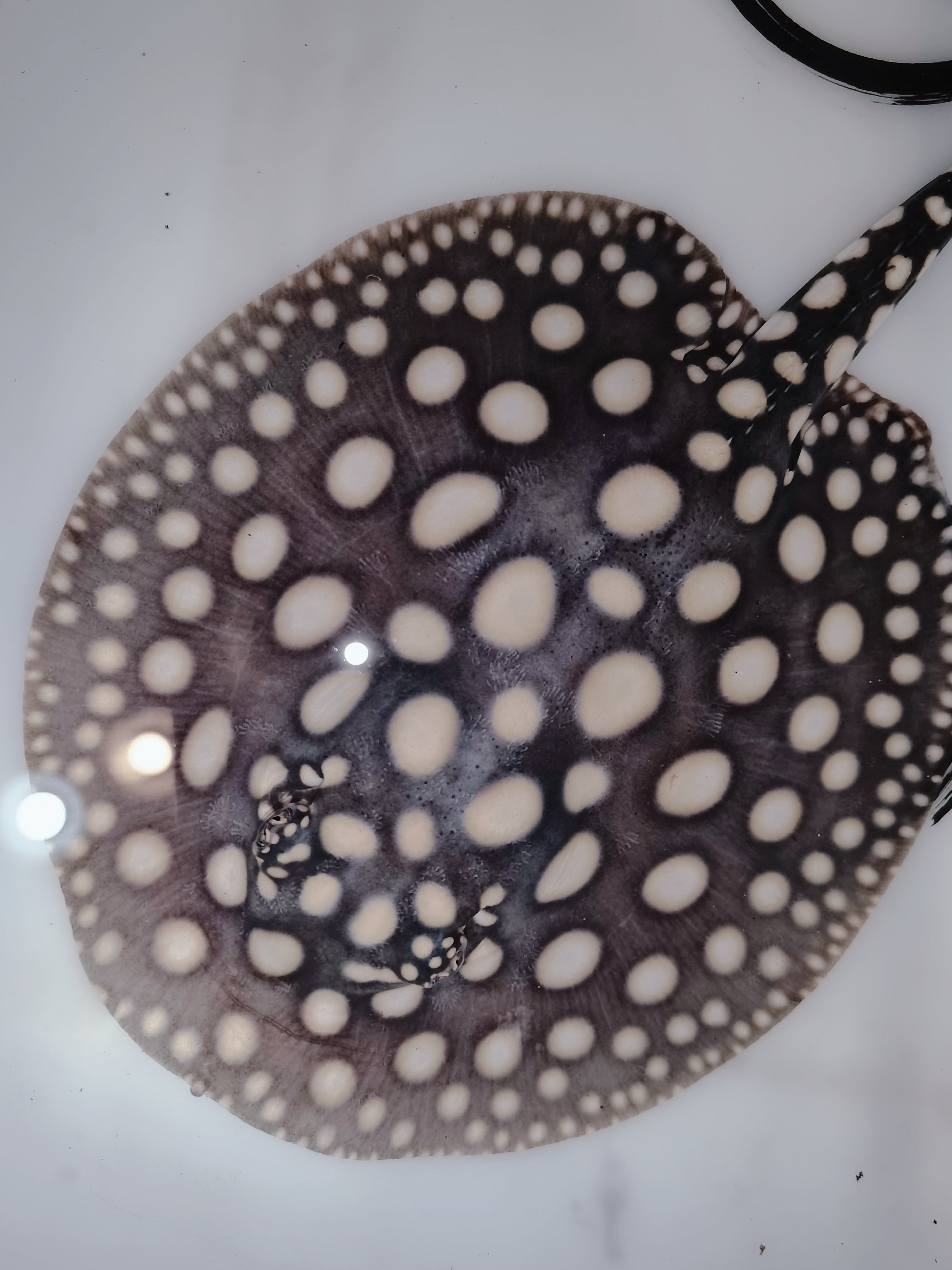 Freshwater stingray black diamond female 5-6inch – Super BD Stingray